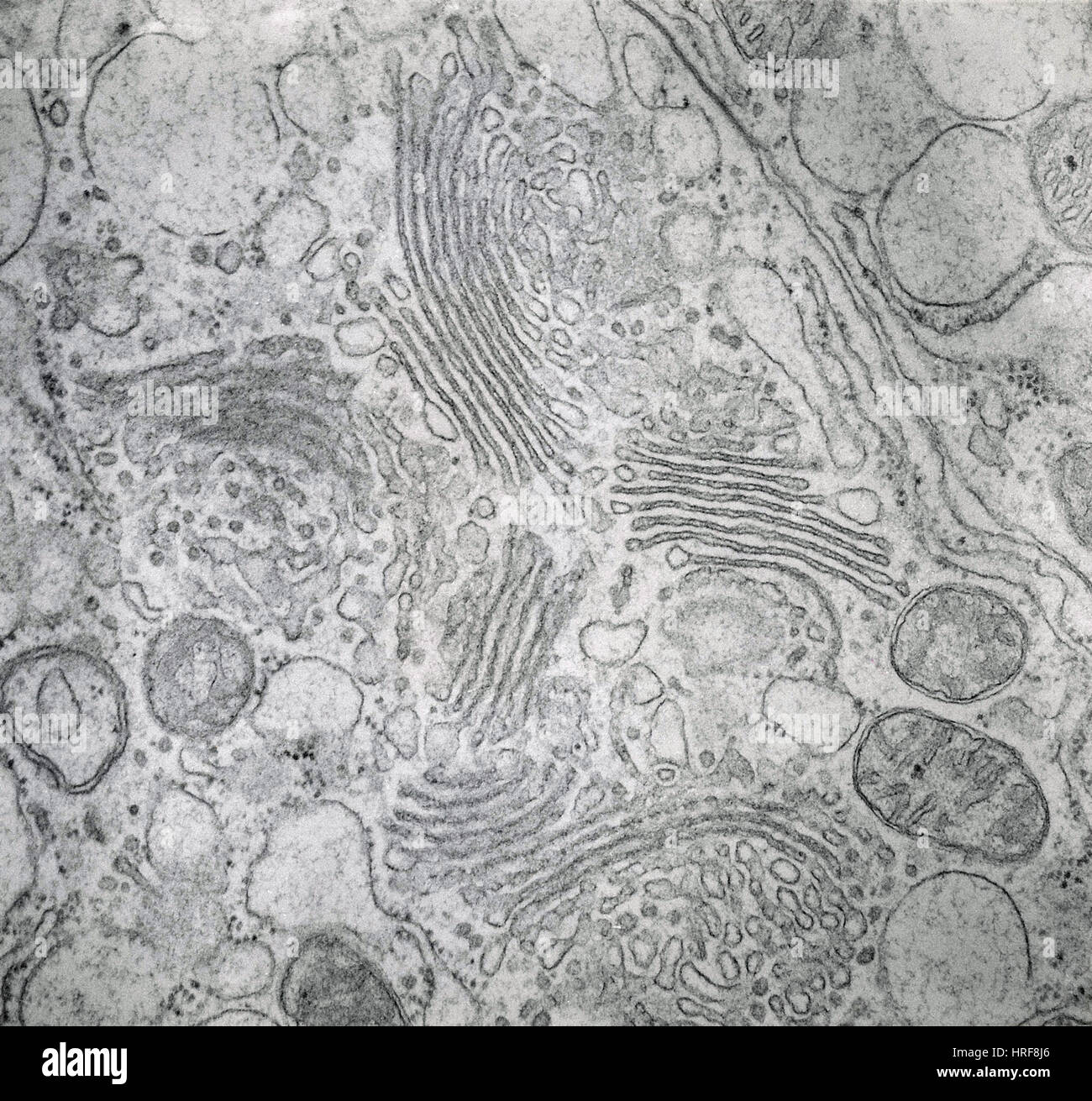 Golgi apparatus tem hi-res stock photography and images - Alamy