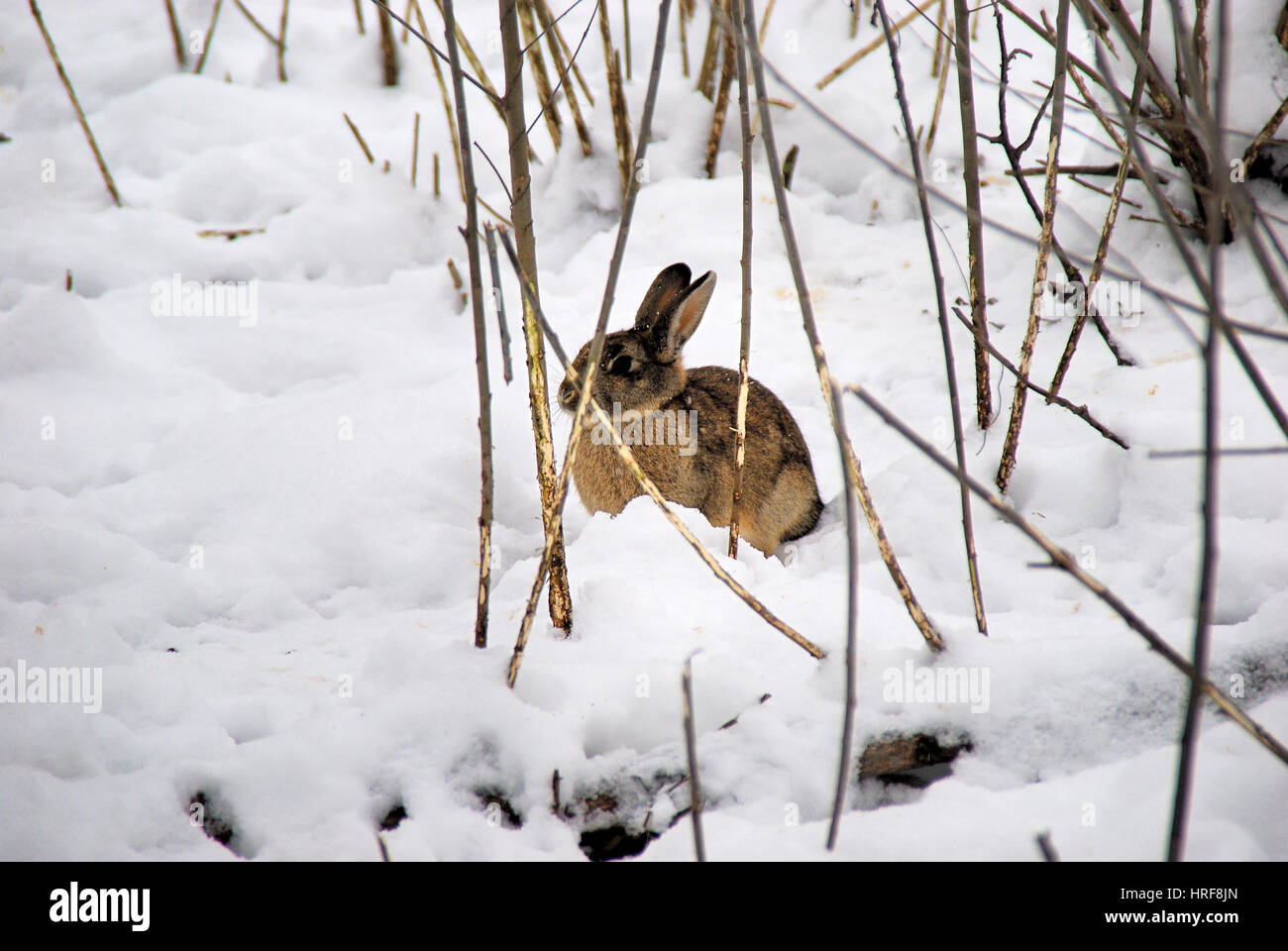 Rabbit in the snow Stock Photo - Alamy