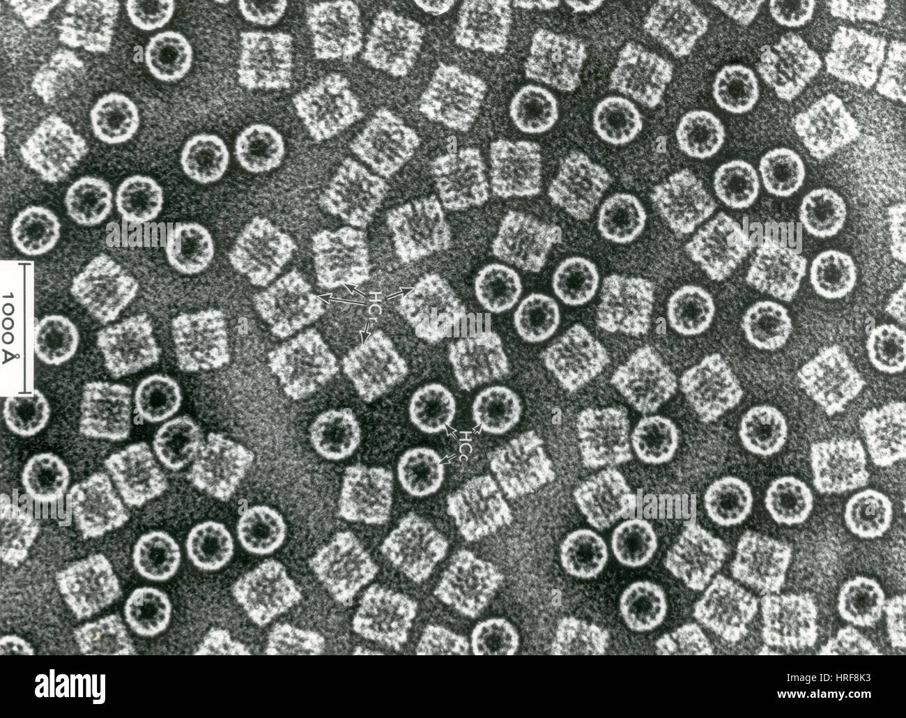 Hemolymph microscope hi-res stock photography and images - Alamy