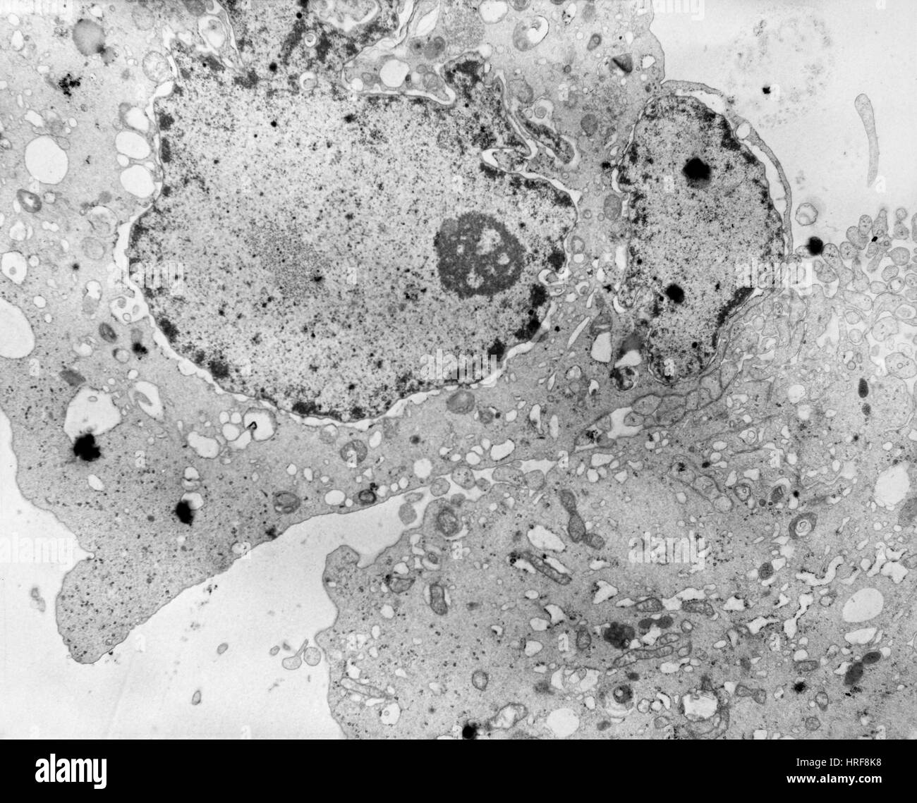 Mitochondria tem Black and White Stock Photos & Images - Alamy