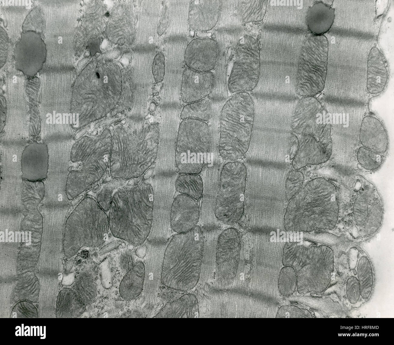 Rabbit Cardiac Muscle, TEM Stock Photo - Alamy