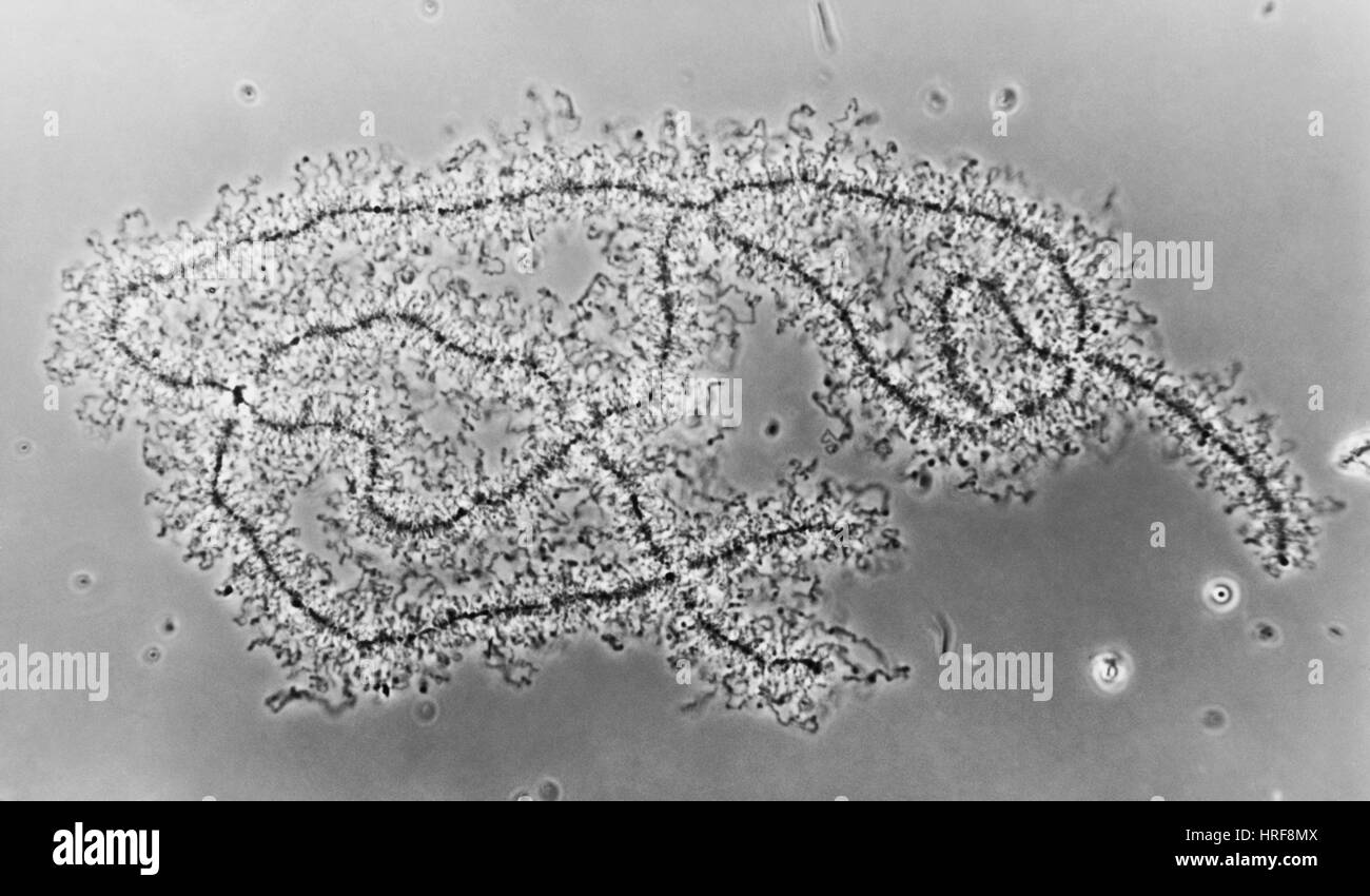 Lampbrush chromosomes hi-res stock photography and images - Alamy Lampbrush chromosomes hi-res stock photography and images - Alamy