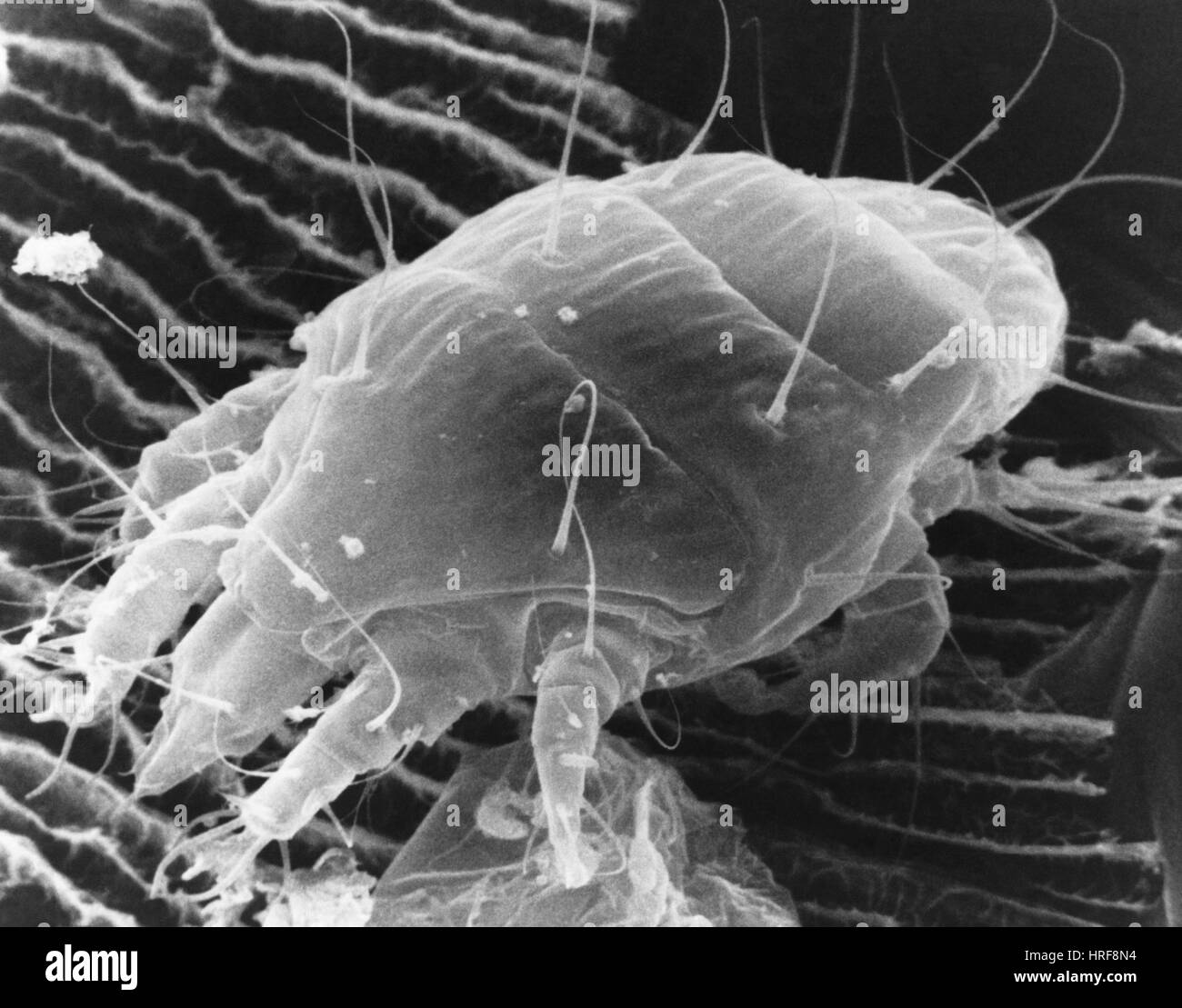 Tarsonemidae hi-res stock photography and images - Alamy