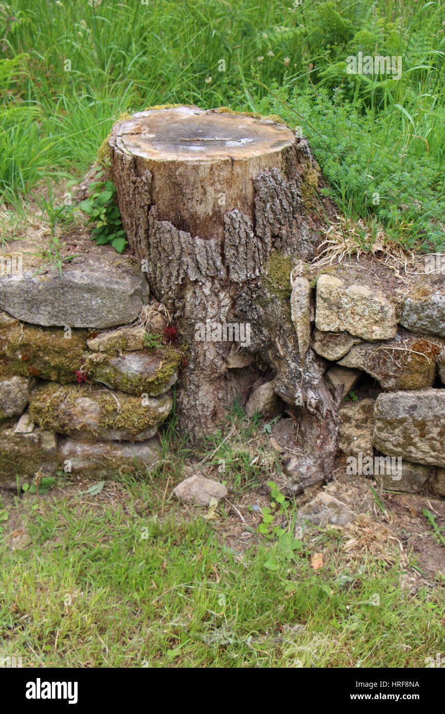 Stone tree stump hi-res stock photography and images - Alamy