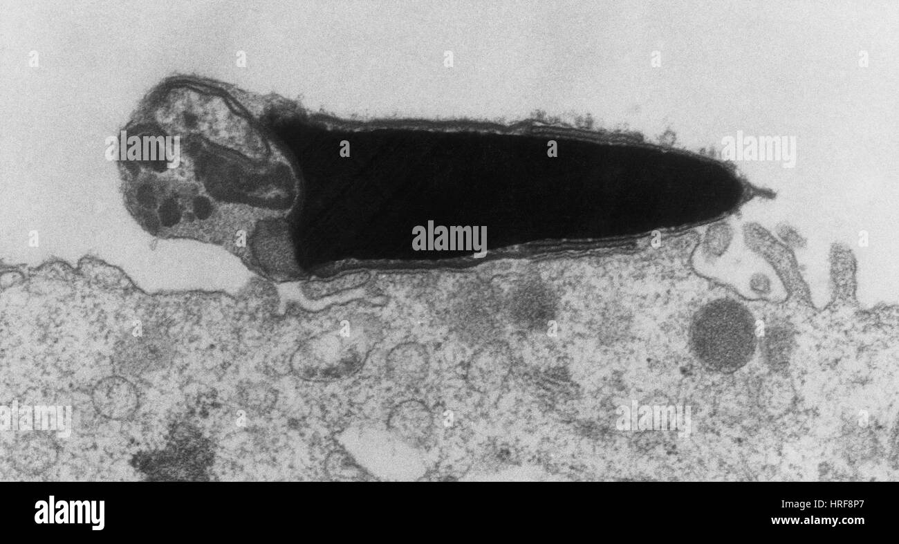 Sperm cell micrograph egg hi-res stock photography and images - Alamy