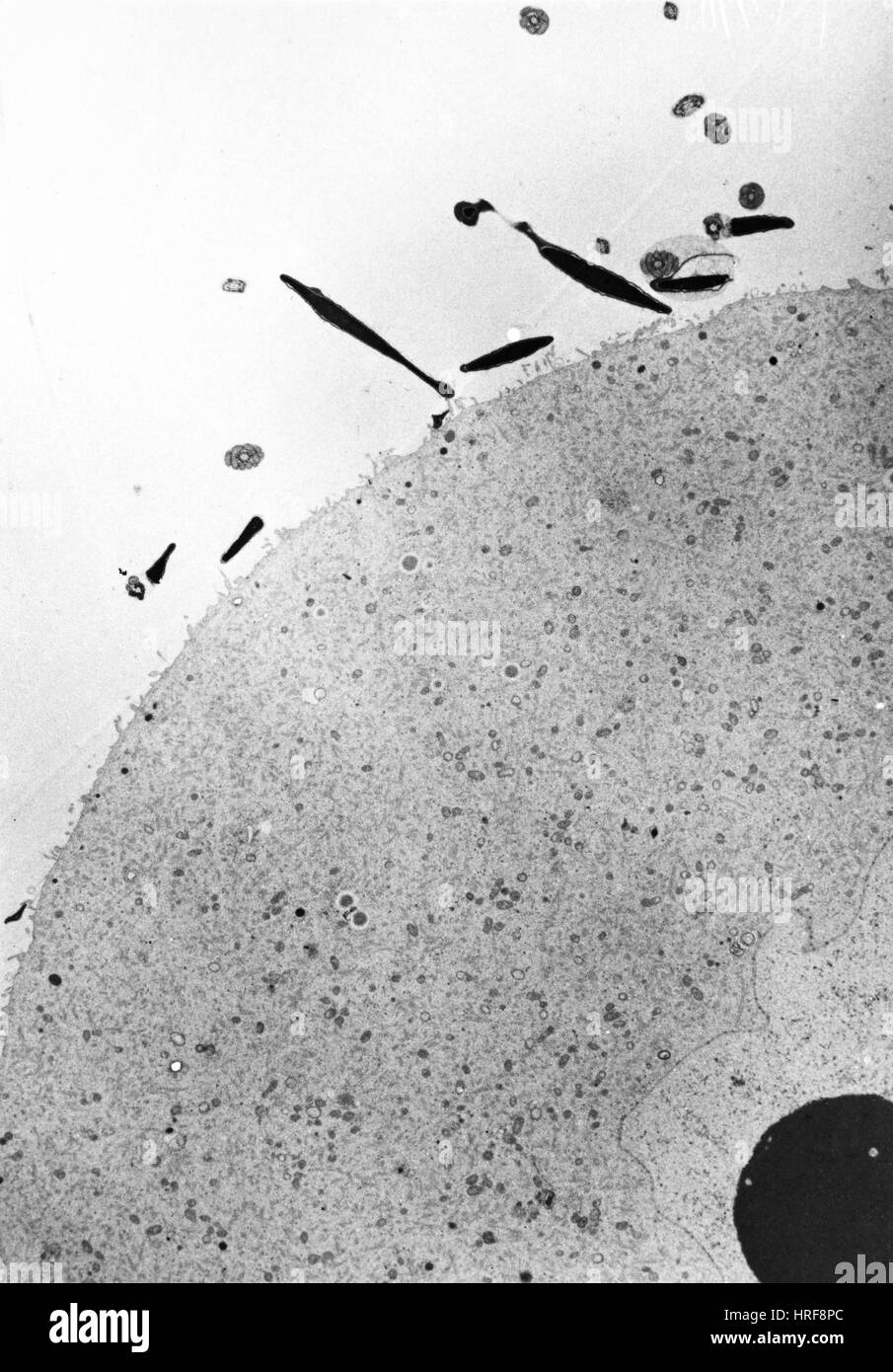 Sperm and egg micrograph hi-res stock photography and images - Alamy