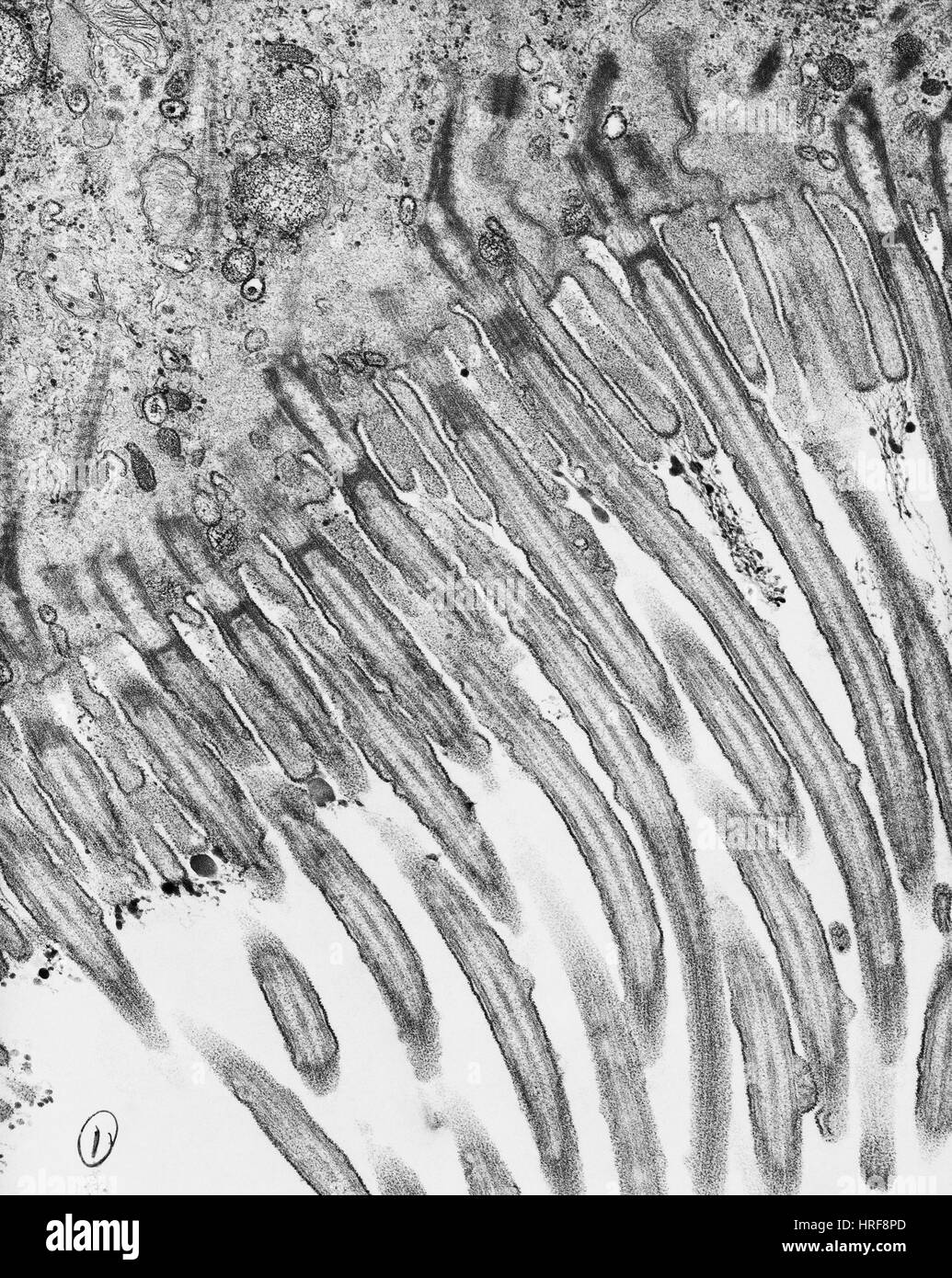 Cilia Electron Microscopes