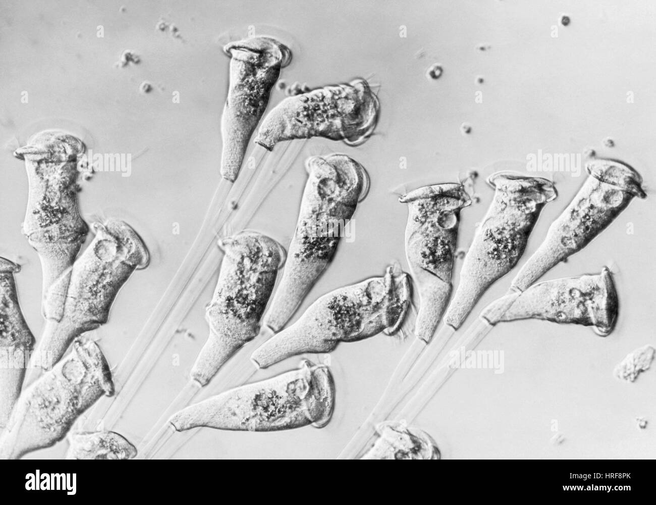Vorticella Labeled Nucleus