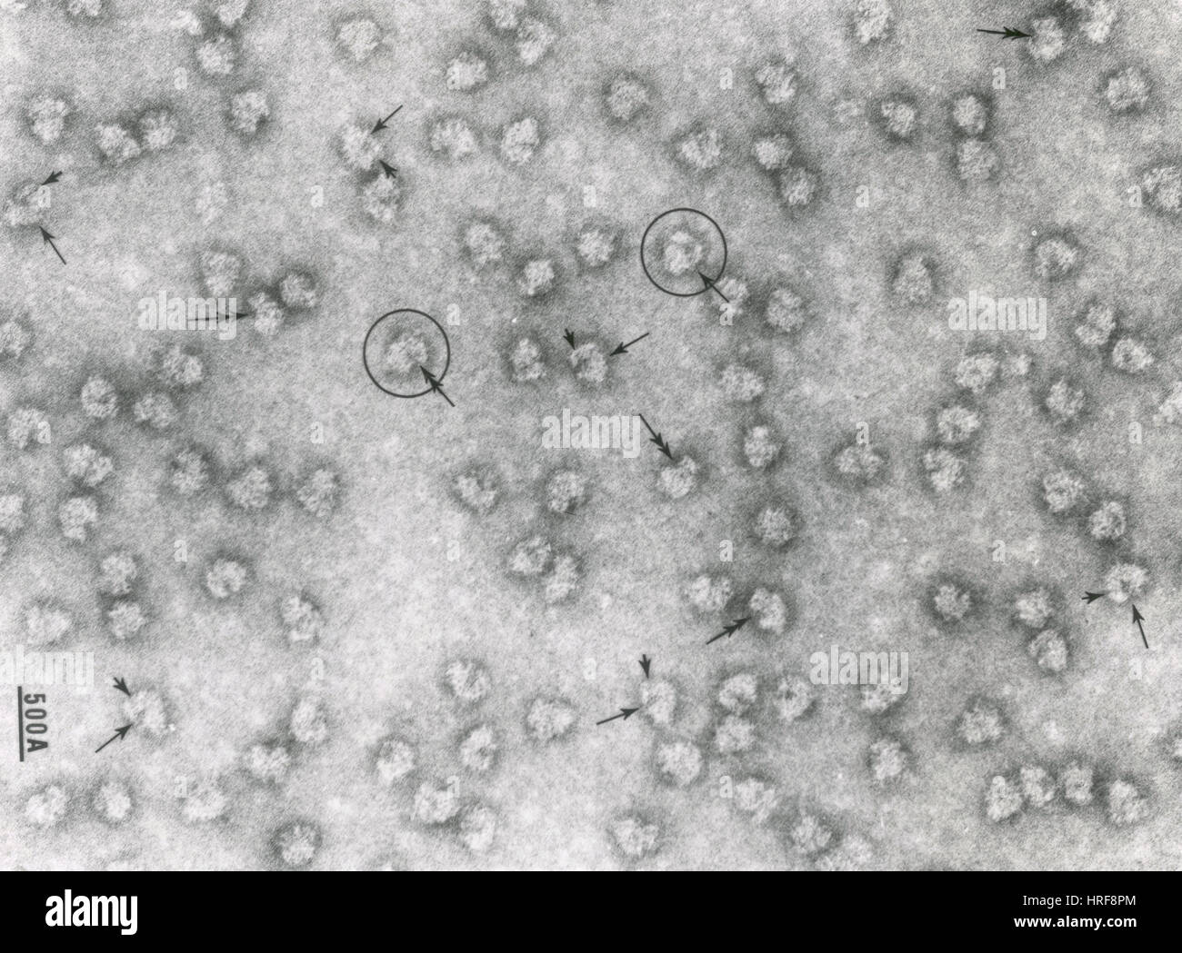Frontal ribosome hi-res stock photography and images - Alamy Frontal ribosome hi-res stock photography and images - Alamy