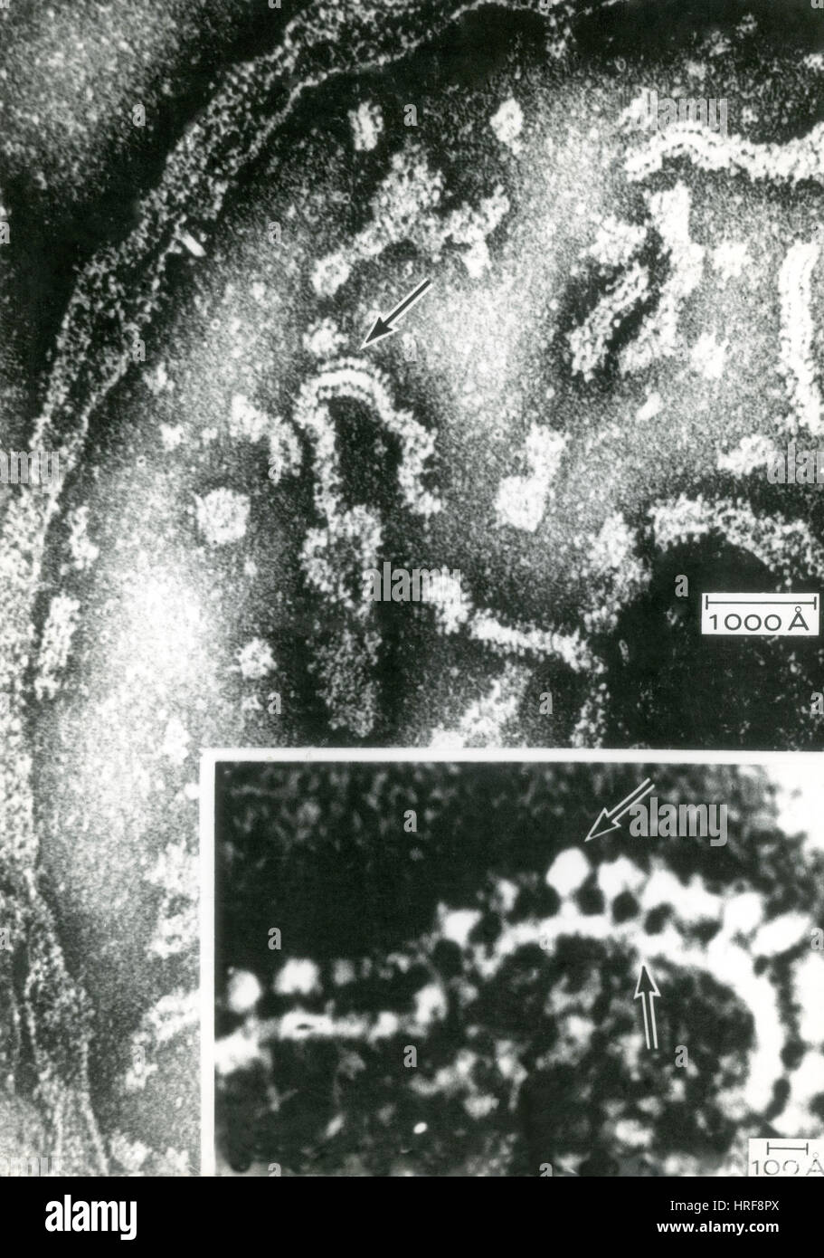Tem mitochondria hi-res stock photography and images - Alamy