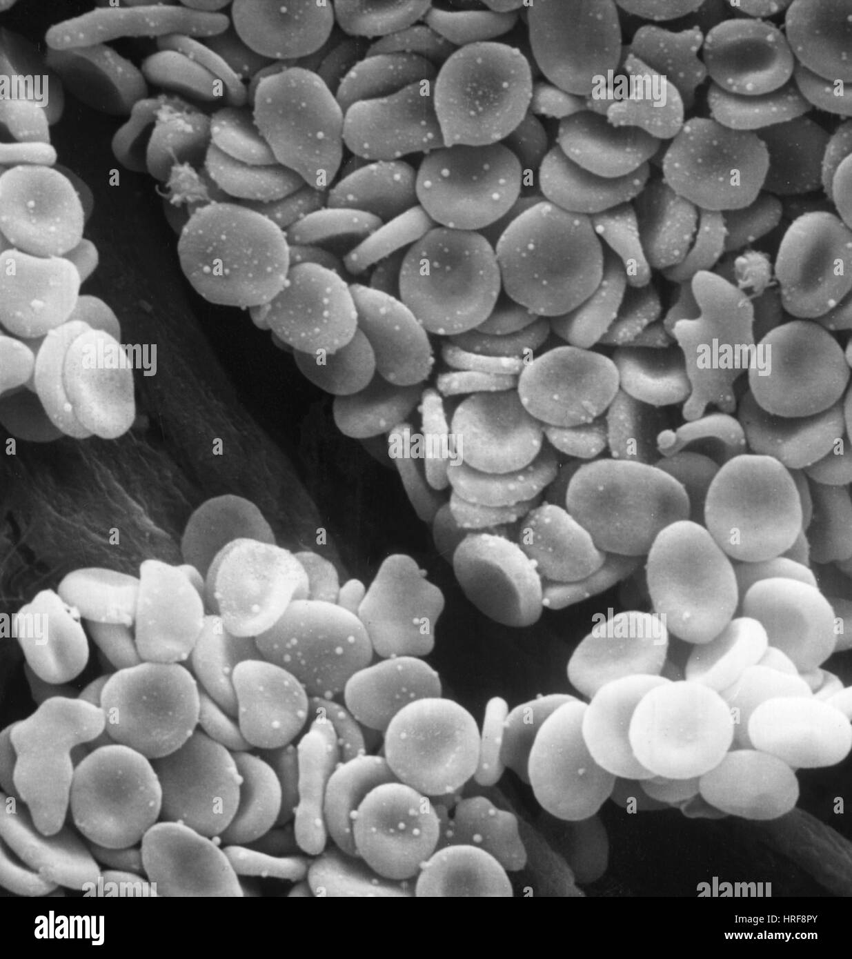 Red blood cells, SEM Stock Photo - Alamy
