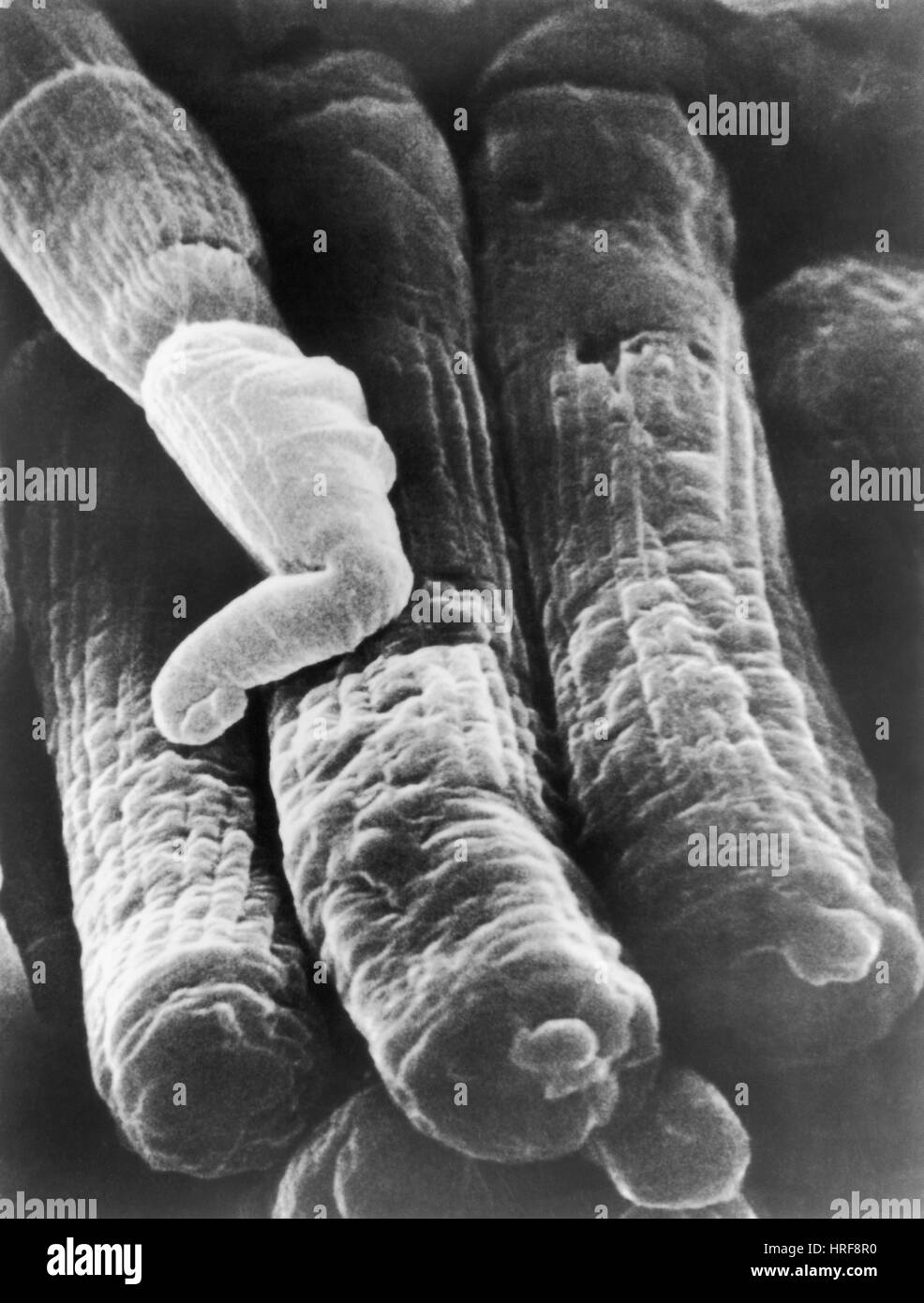 Photoreceptor rods hi-res stock photography and images - Alamy