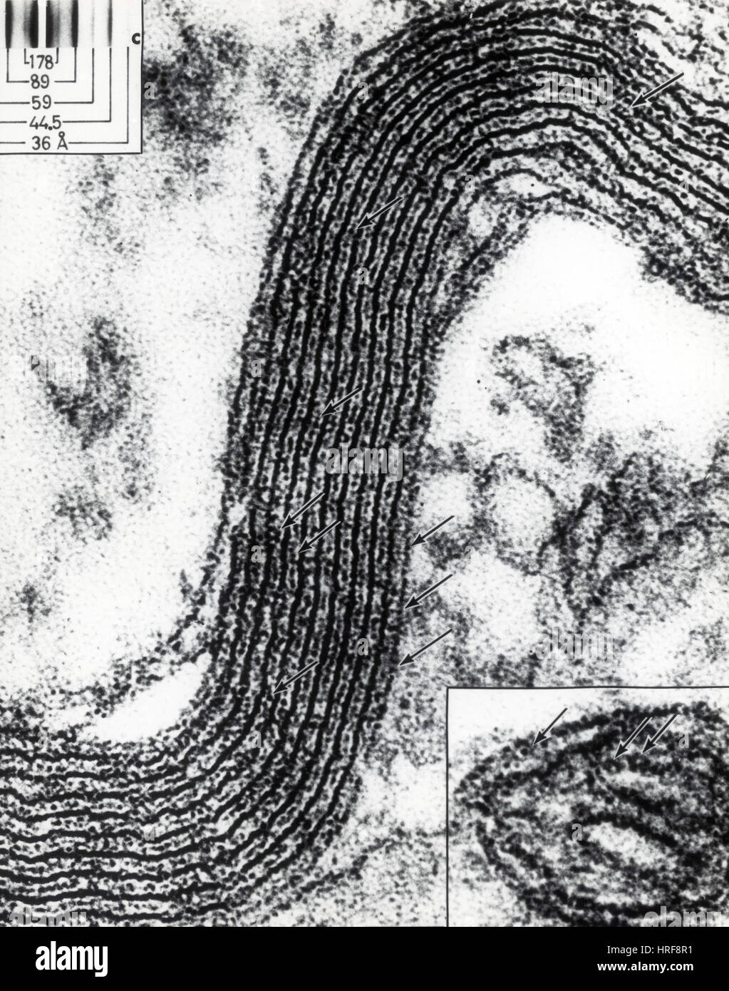 Electron microscope cell membrane hi-res stock photography and images ...