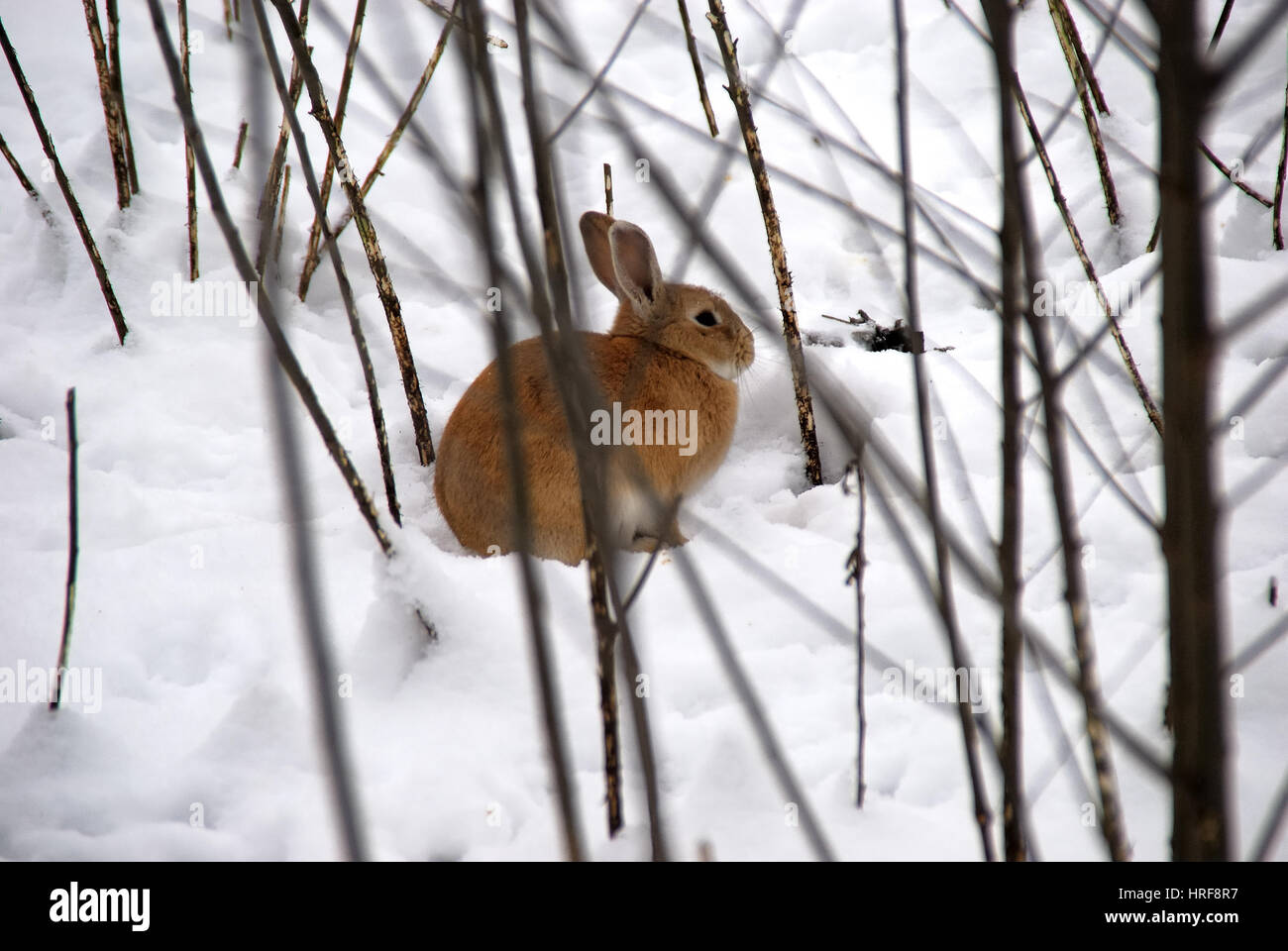 Rabbit in the snow Stock Photo - Alamy