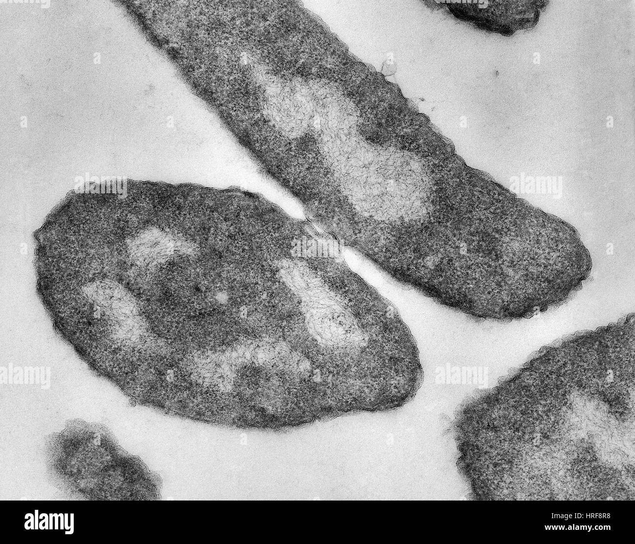 Bacteria cell electron micrograph hi-res stock photography and images ...
