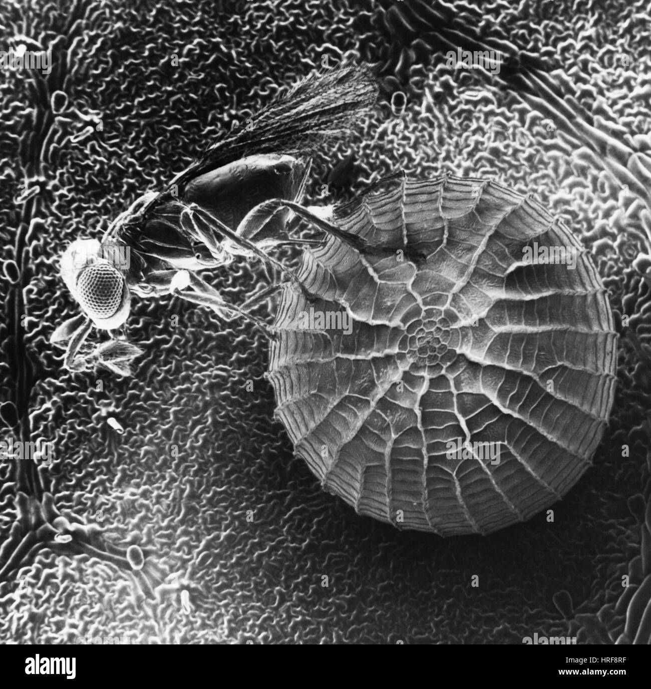 Trichogrammatid wasp Black and White Stock Photos & Images - Alamy