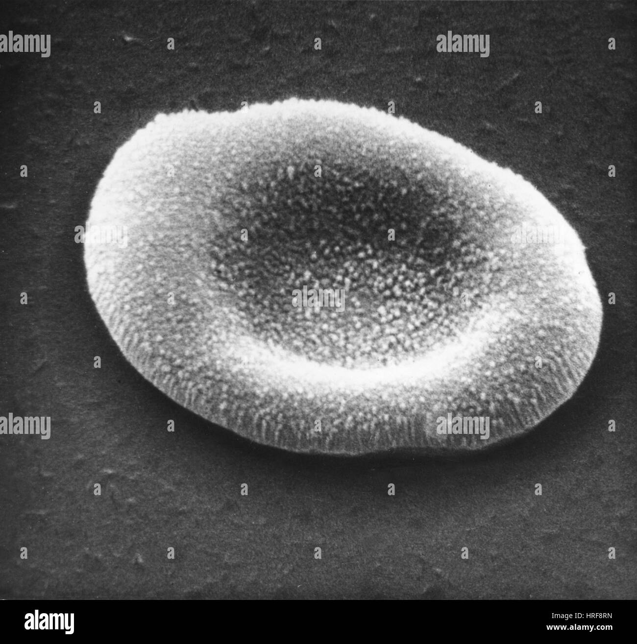 Scanning electron microscopy cell hi-res stock photography and images ...
