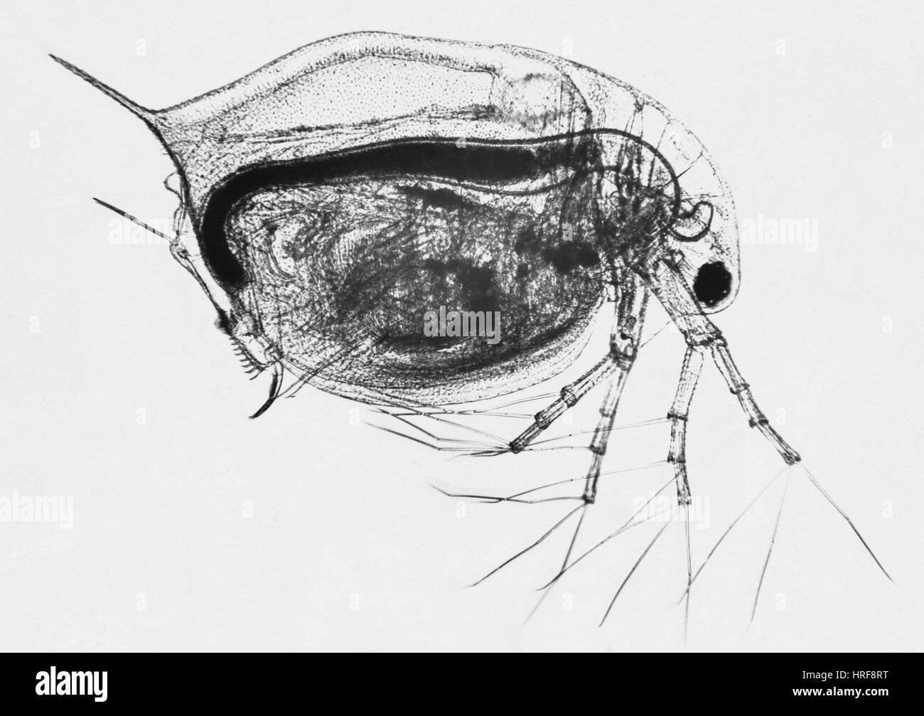 Zooplankton Drawing