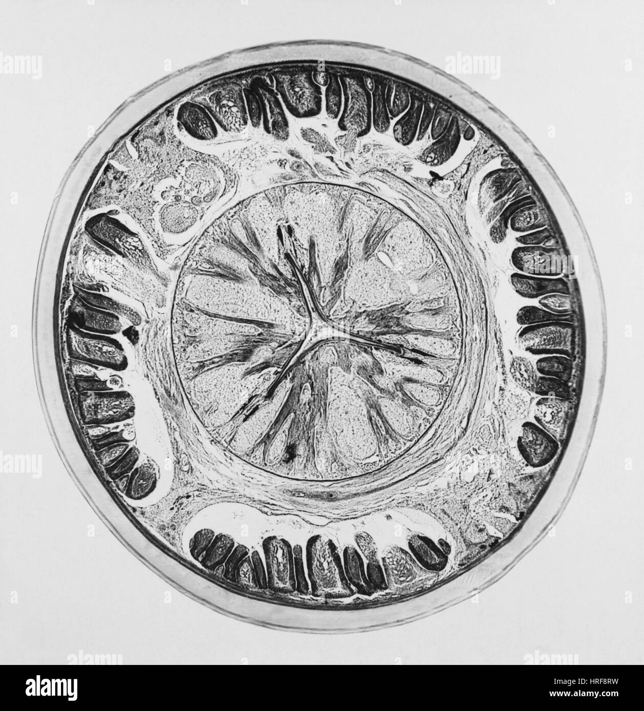 Lumen Black and White Stock Photos & Images - Alamy