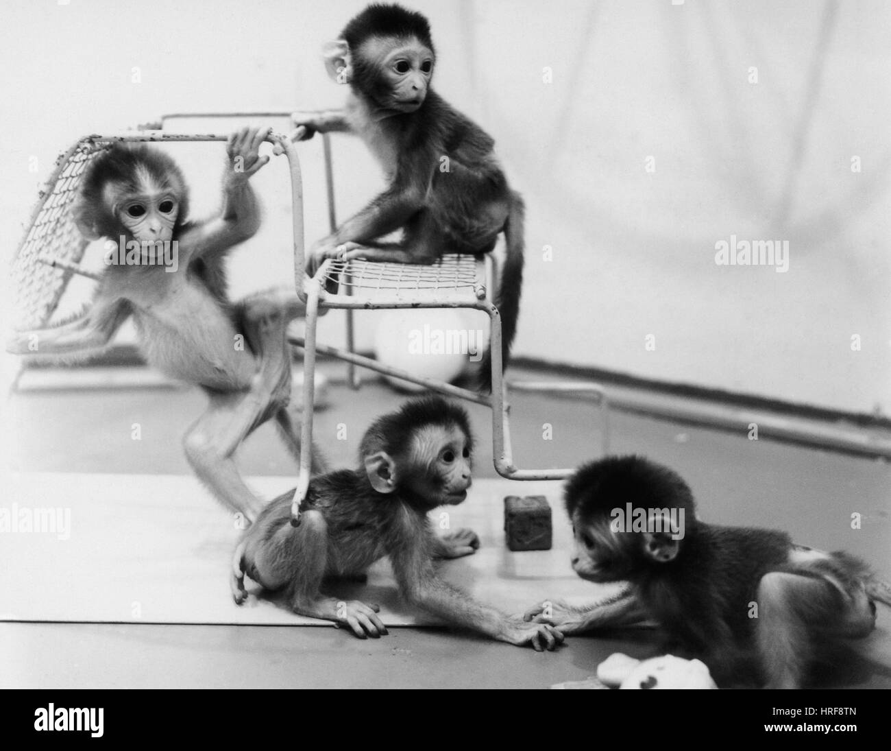 Rhesus monkey infant experiment hi-res stock photography and images - Alamy