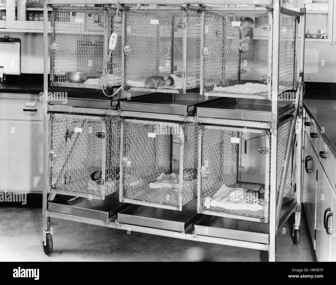 Harry harlow hi-res stock photography and images - Alamy