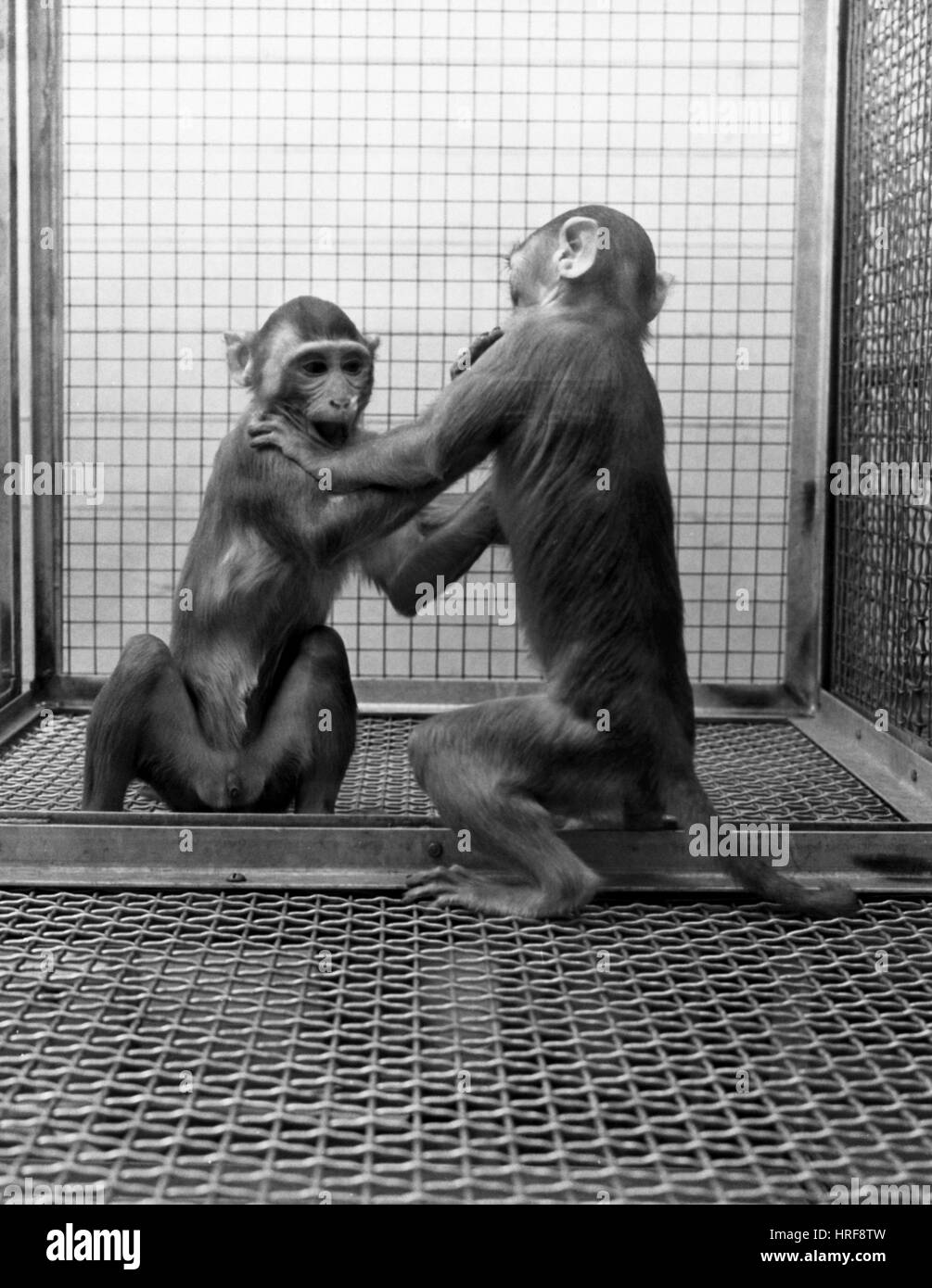 Juvenile monkey Black and White Stock Photos & Images - Alamy