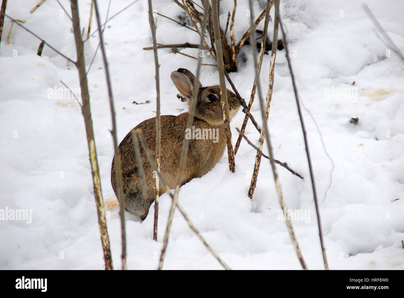 Rabbit in the snow Stock Photo - Alamy