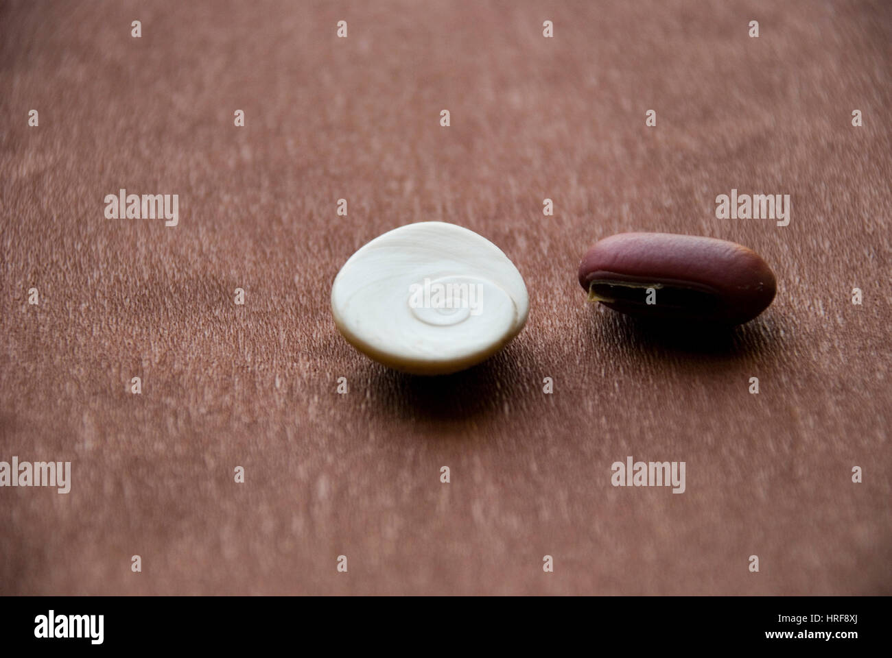 Seed form hi-res stock photography and images - Alamy