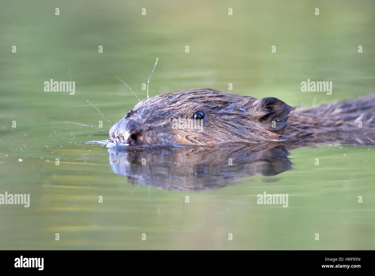 European beaver (Castor fiber), juvenile floating in water, near Grimma ...