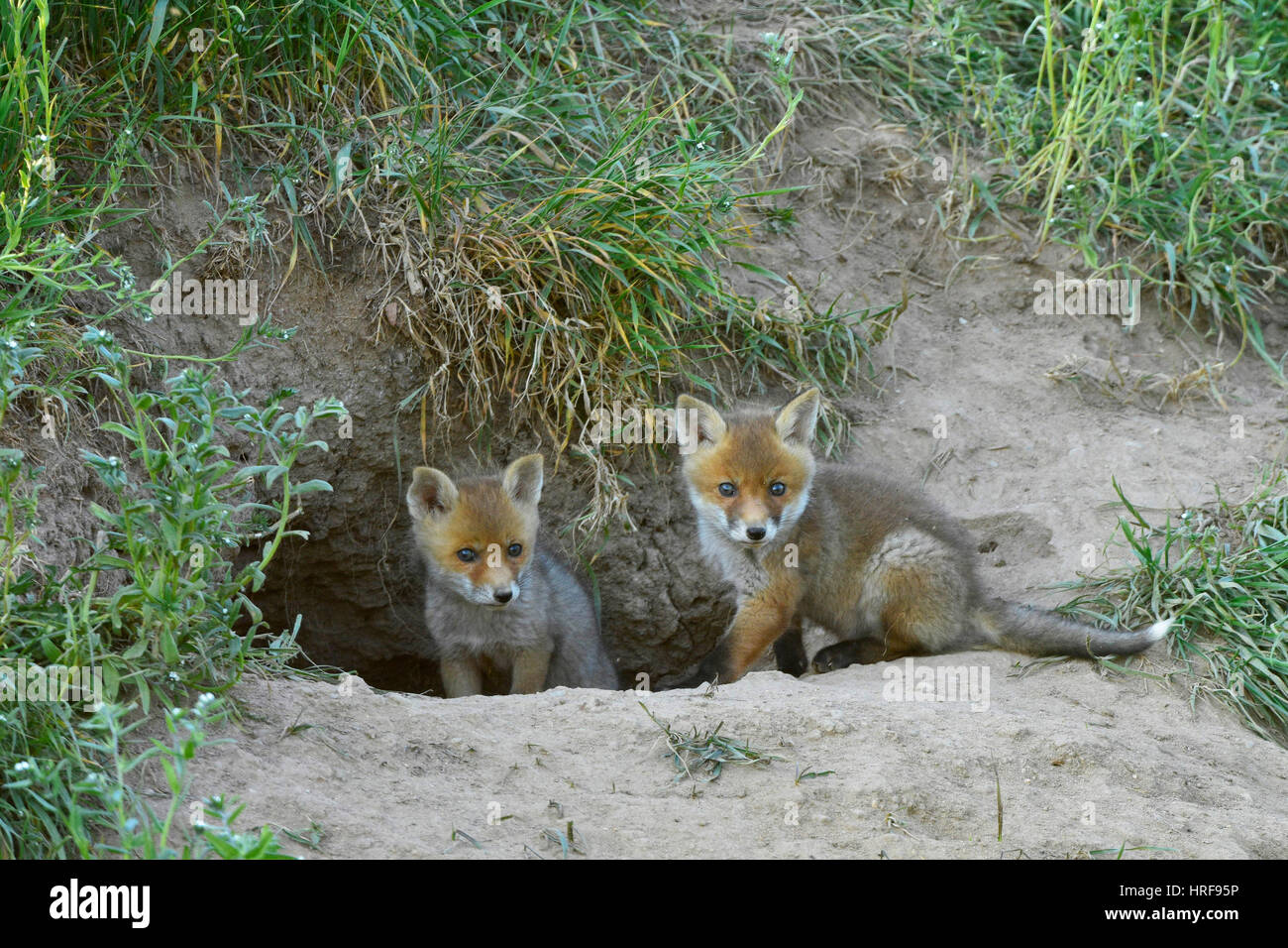 Red Fox (Vulpes vulpes) puppies at the lair, Middle Elbe Biosphere ...