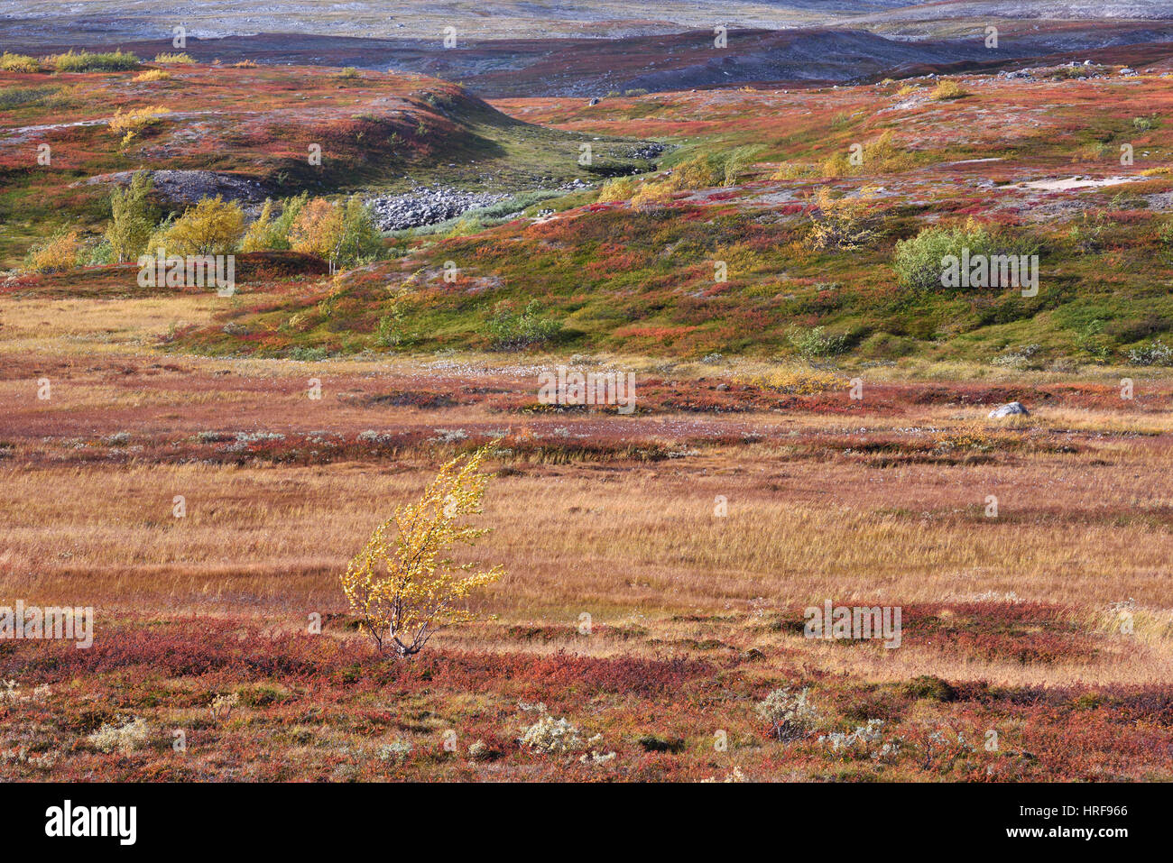 Fell landscape, colorful fall foliage, Saltfjellet-Svartisen National ...