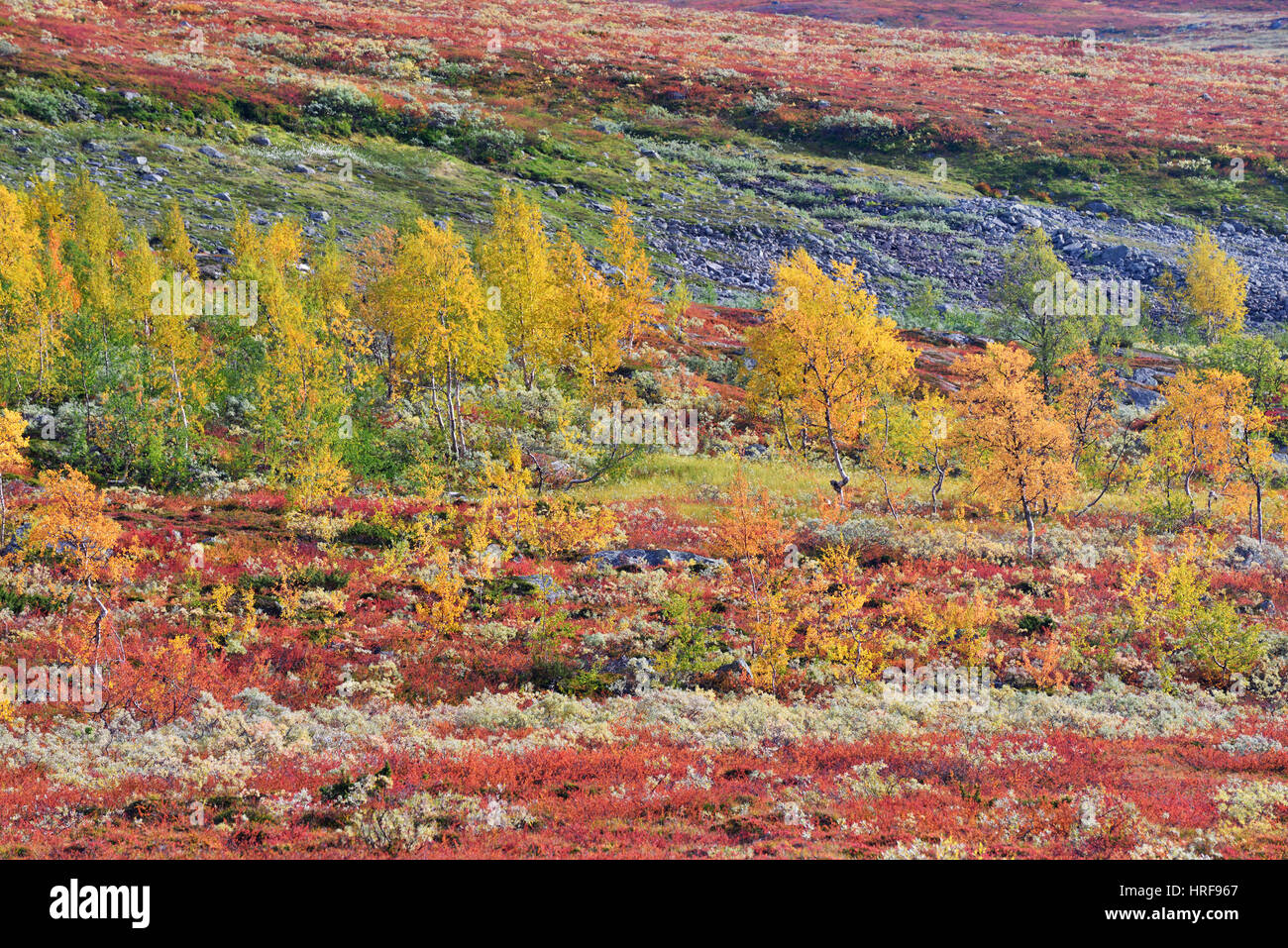 Fell landscape, colorful fall foliage, Saltfjellet-Svartisen National ...