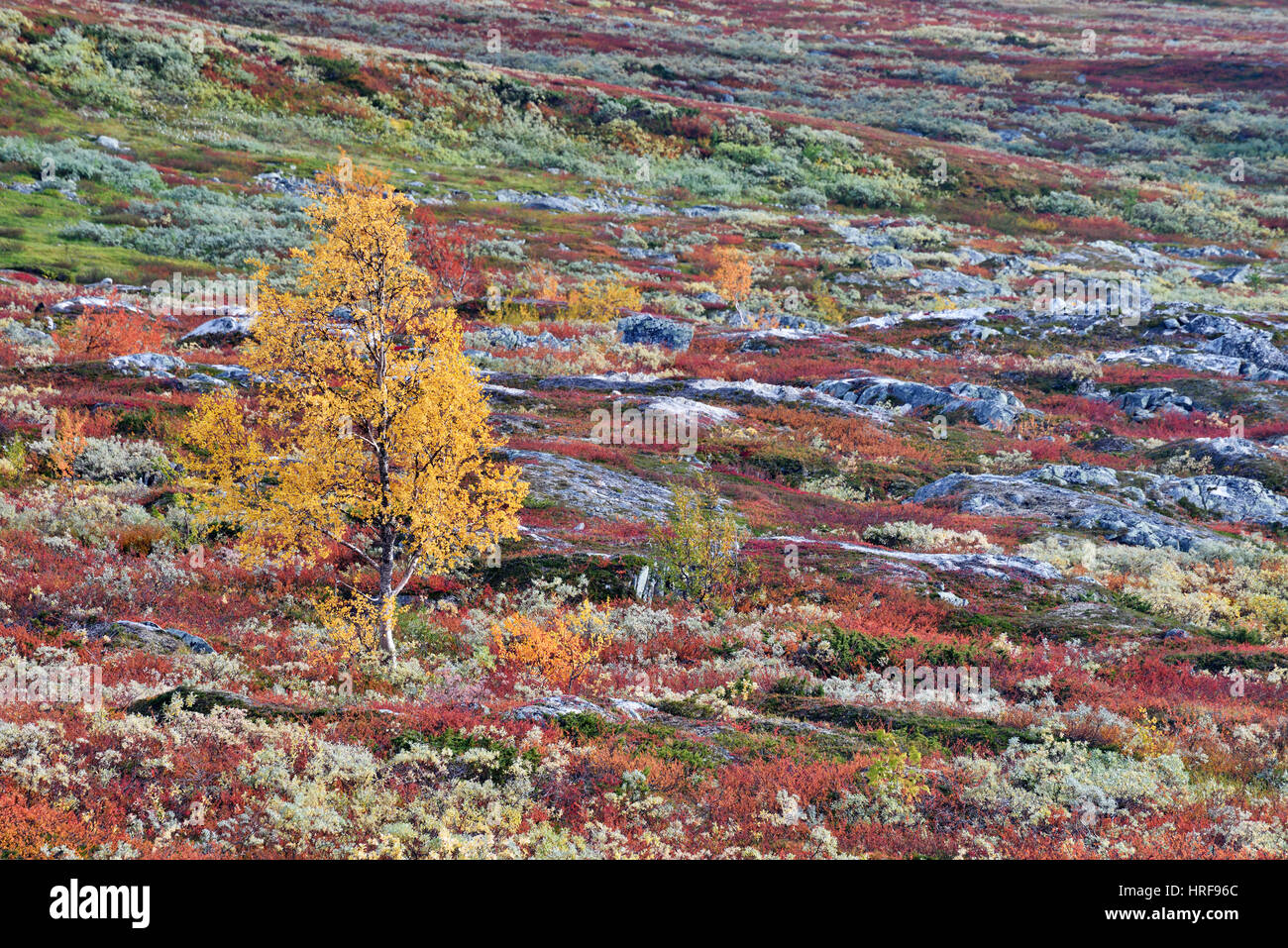 Fell landscape, colorful fall foliage, Saltfjellet-Svartisen National ...