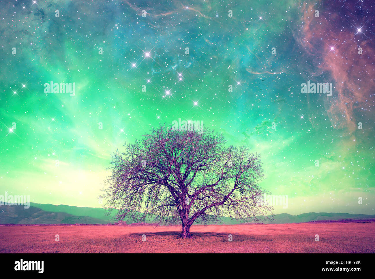 red alien landscape with alone tree over the night sky with many stars ...