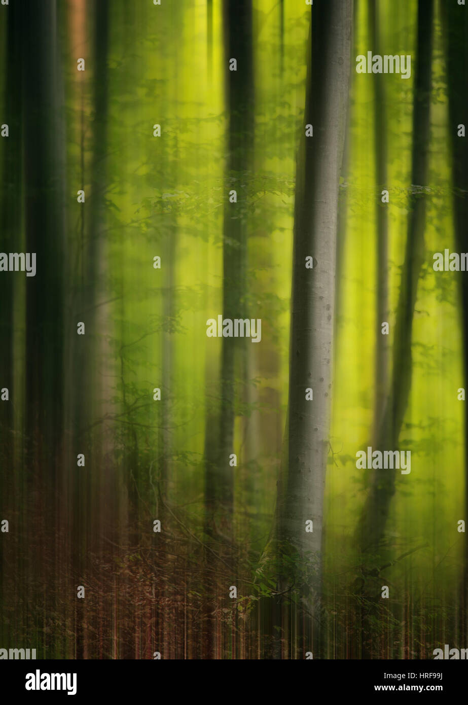 abstract motion blurred vertical trees panoramic background, green ...