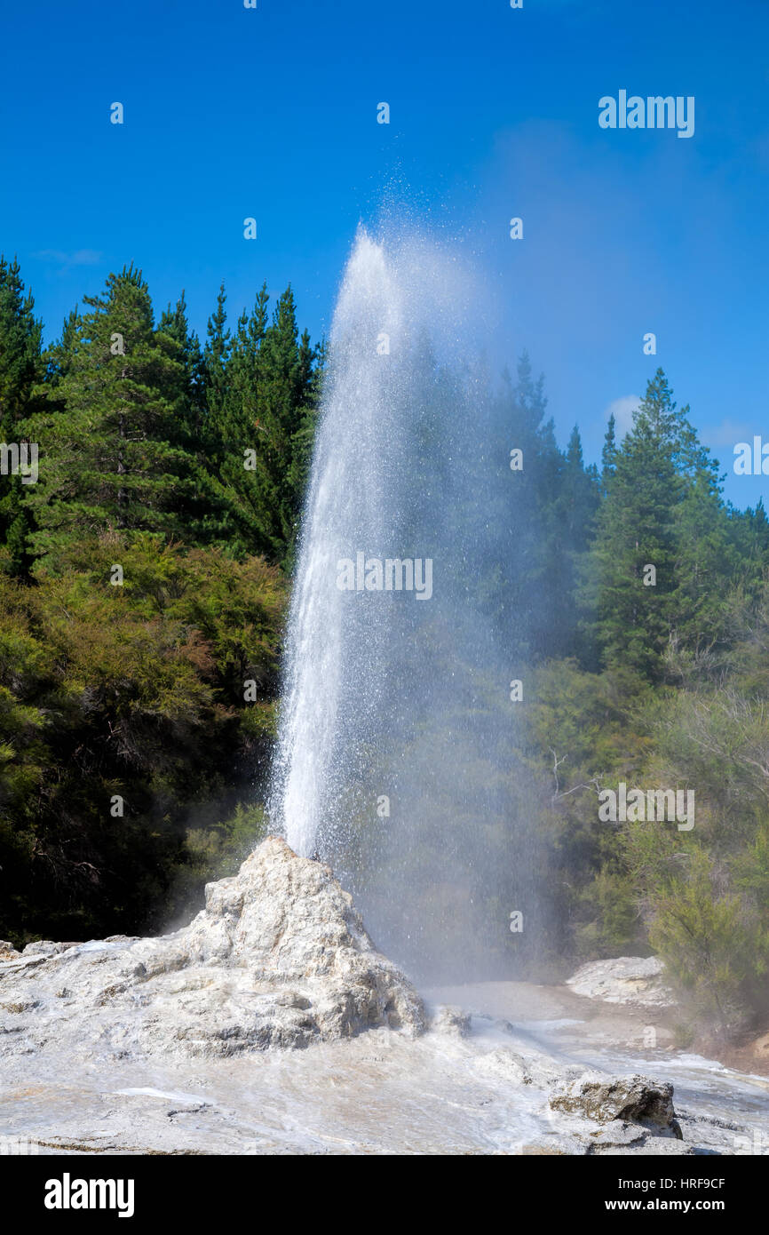 Geyser eruption new zealand hi-res stock photography and images - Alamy
