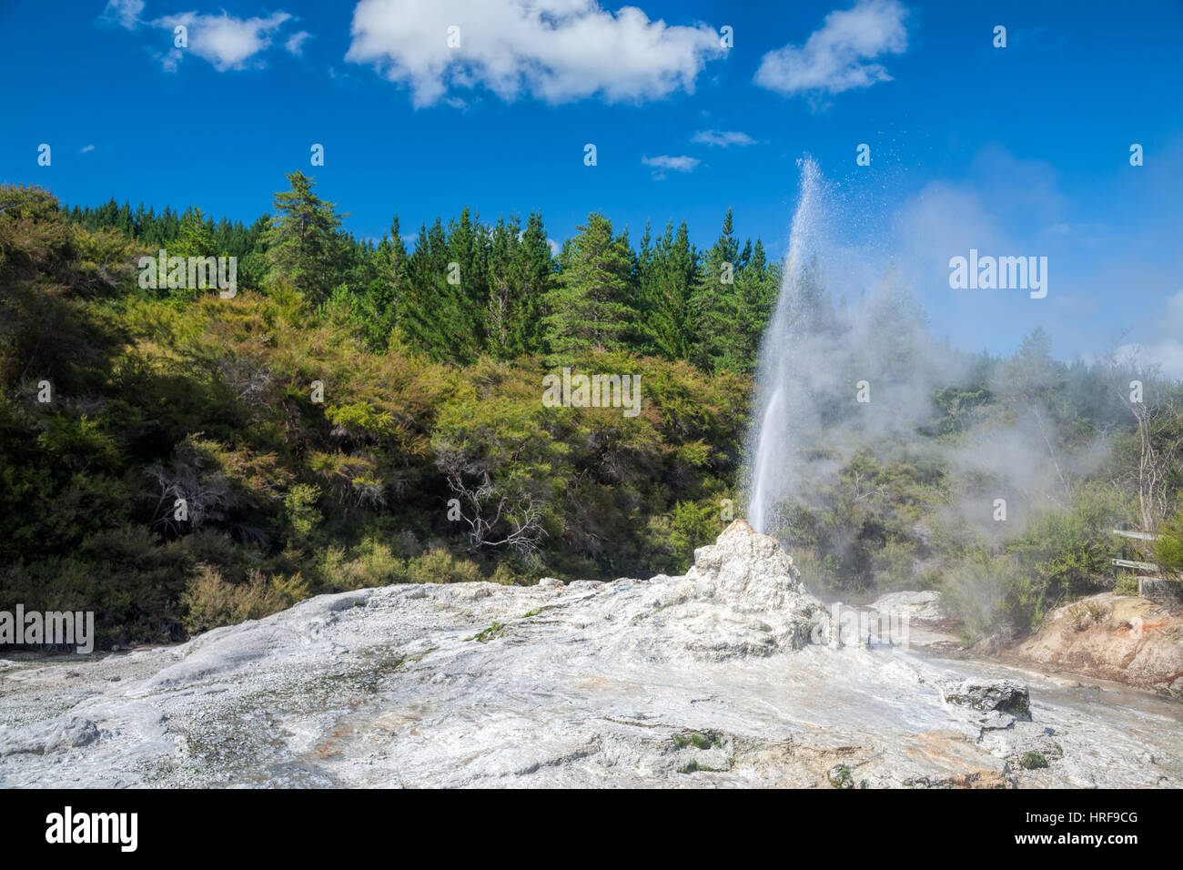 Lady Knox Geyser erupting at Wai-O-Tapu geothermal area in New Zealand ...