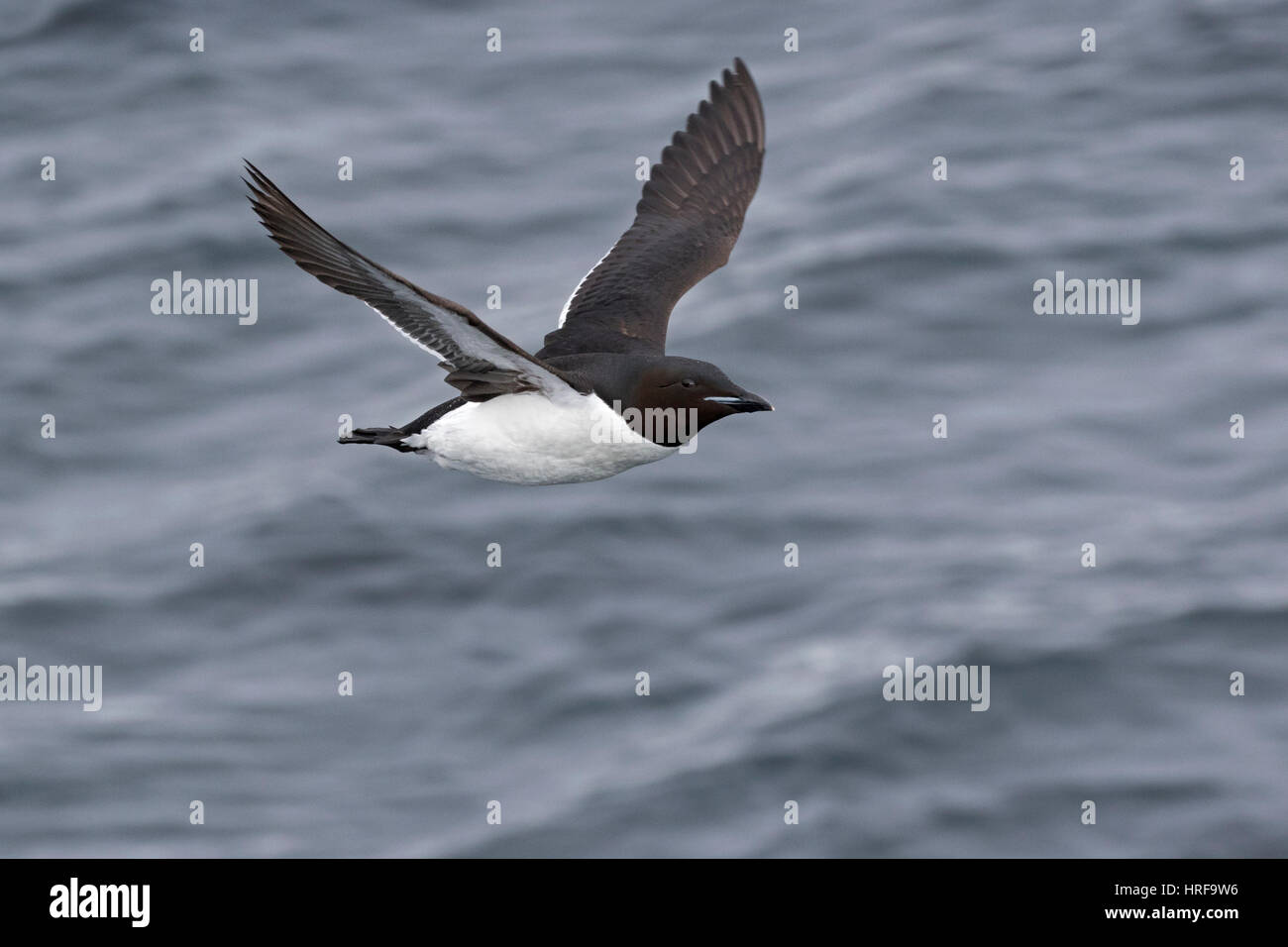 Murres in the arctic hi-res stock photography and images - Alamy