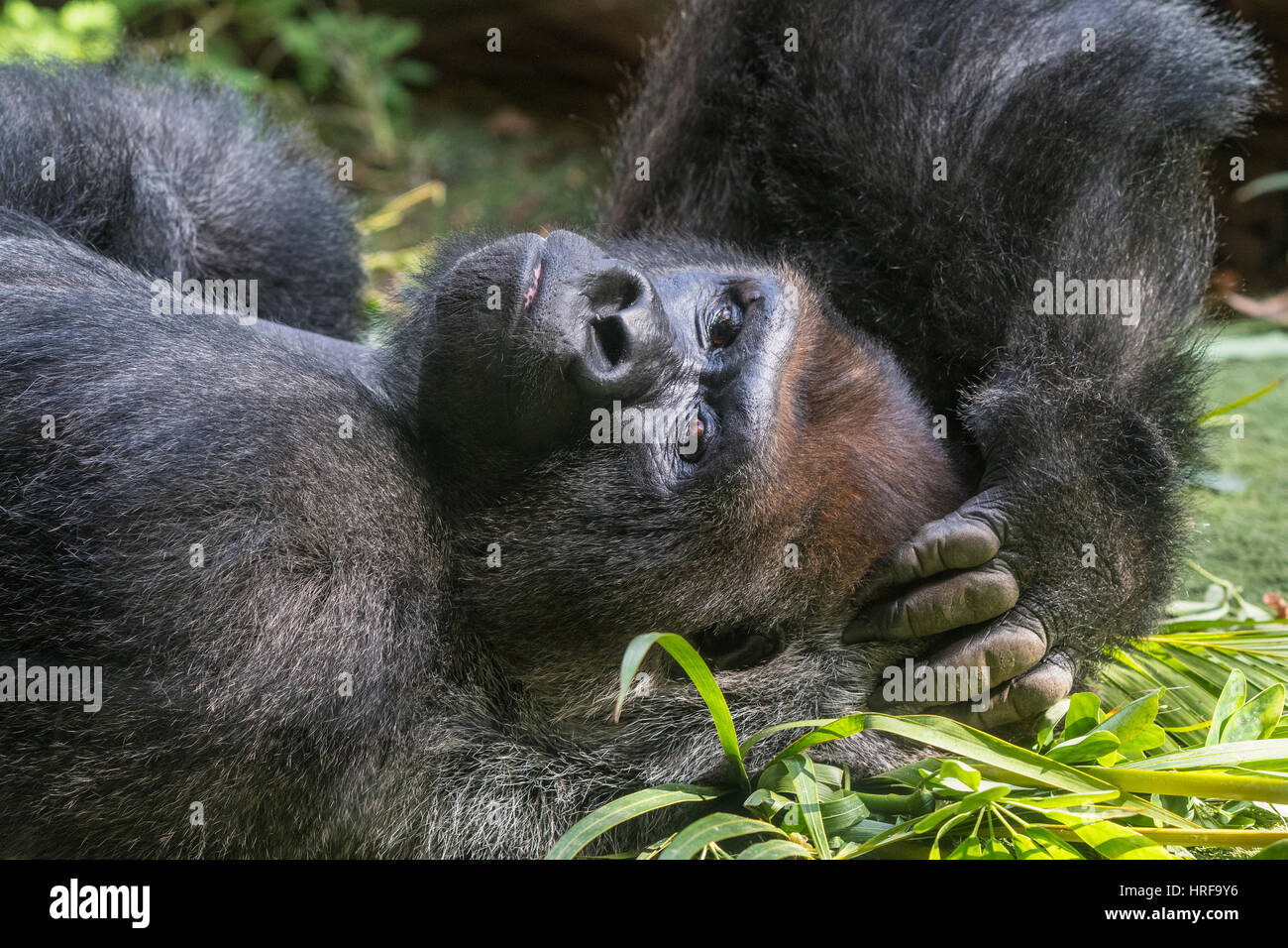 Lowland Gorilla (Gorilla gorilla) lying with back on the floor, captive ...