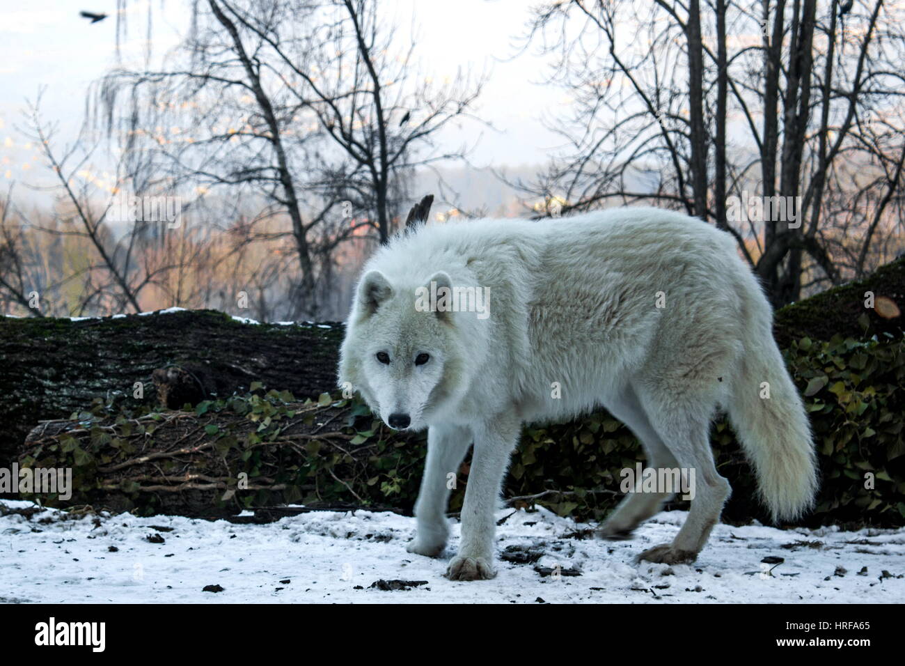 wolf - polarwolf Stock Photo - Alamy