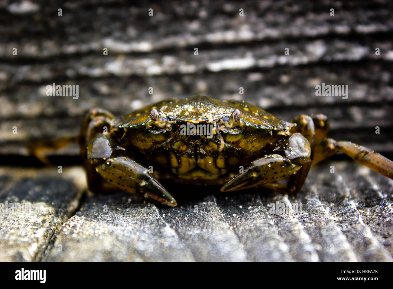 Velvet Swimming Crabs High Resolution Stock Photography and Images - Alamy