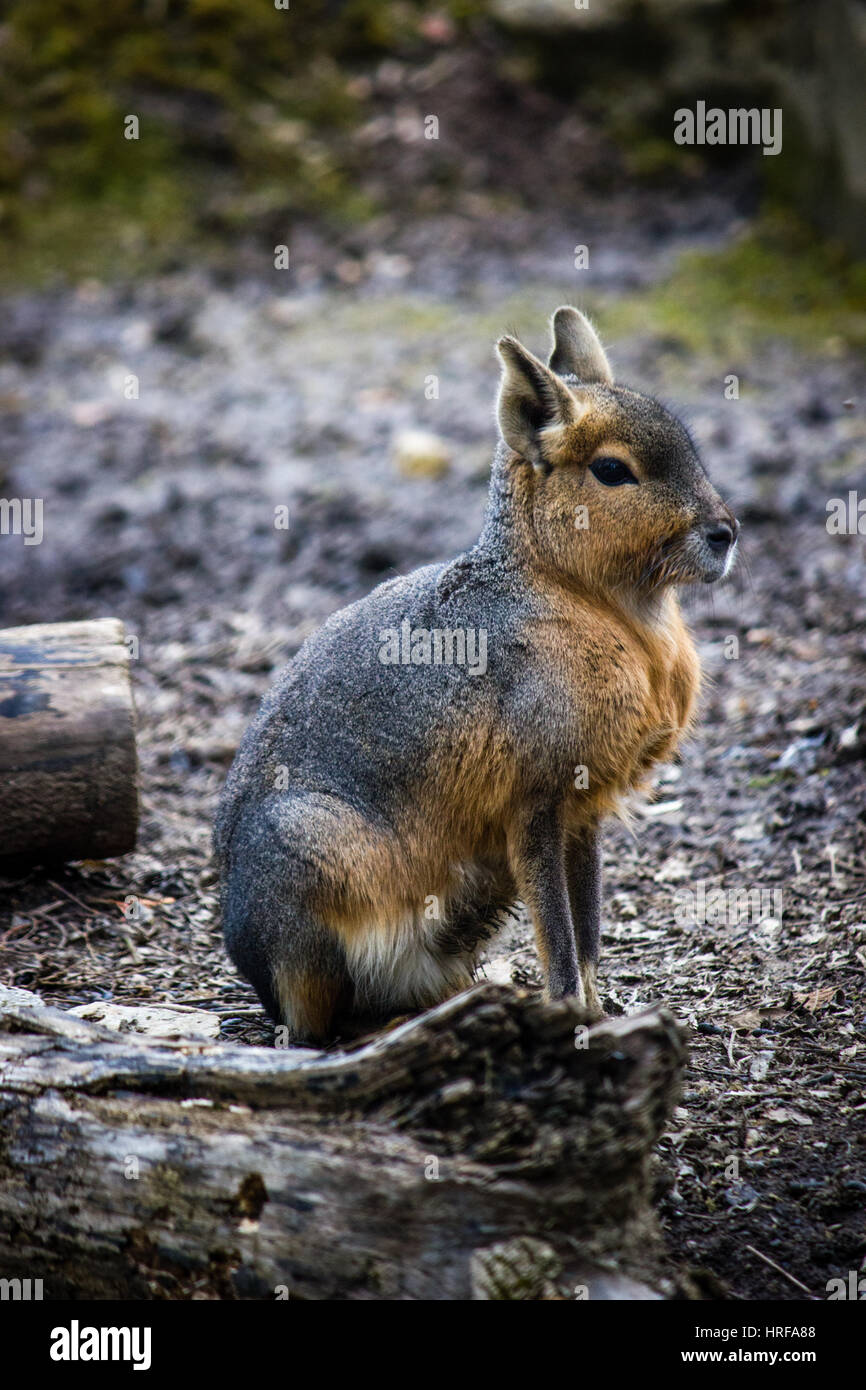 Mara (Dolichotis patagonum Stock Photo - Alamy