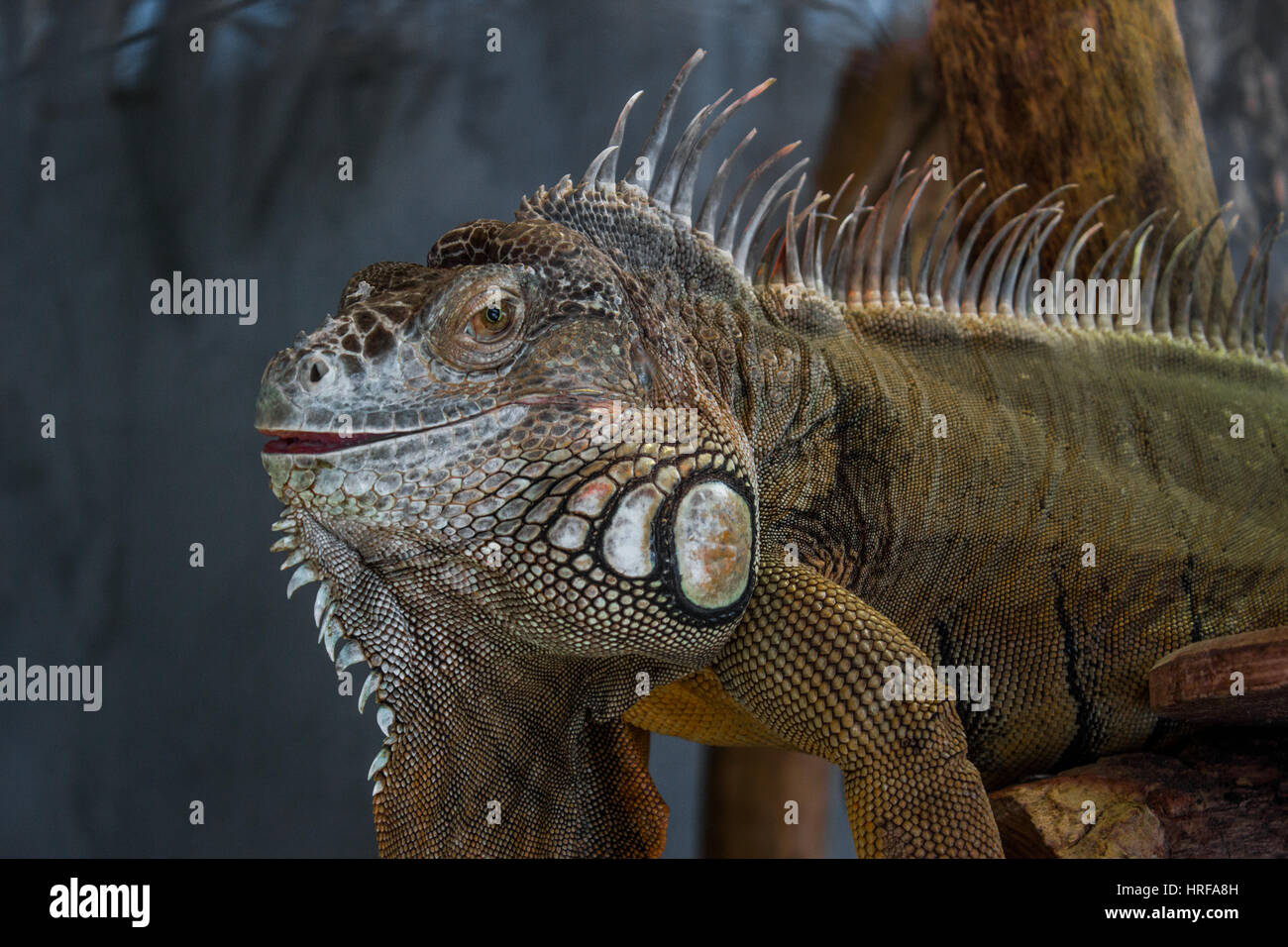 Primitive amphibian hi-res stock photography and images - Alamy