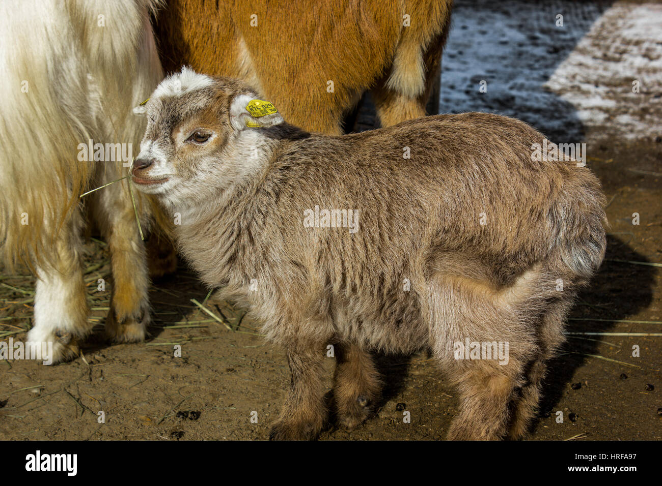 Ziege goat hi-res stock photography and images - Alamy