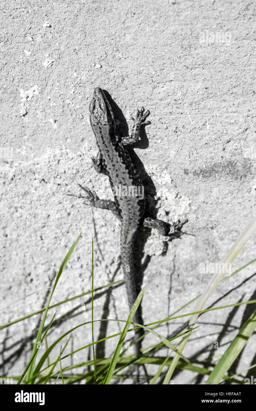 Iberian wall lizard or podarcis hispanica hi-res stock photography and ...