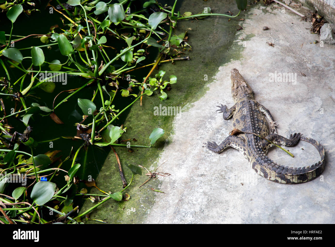 Crocodiles in thailand hi-res stock photography and images - Alamy