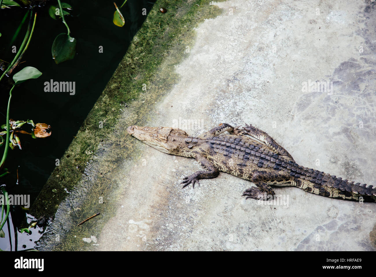 Crocodiles In Thailand High Resolution Stock Photography and Images - Alamy