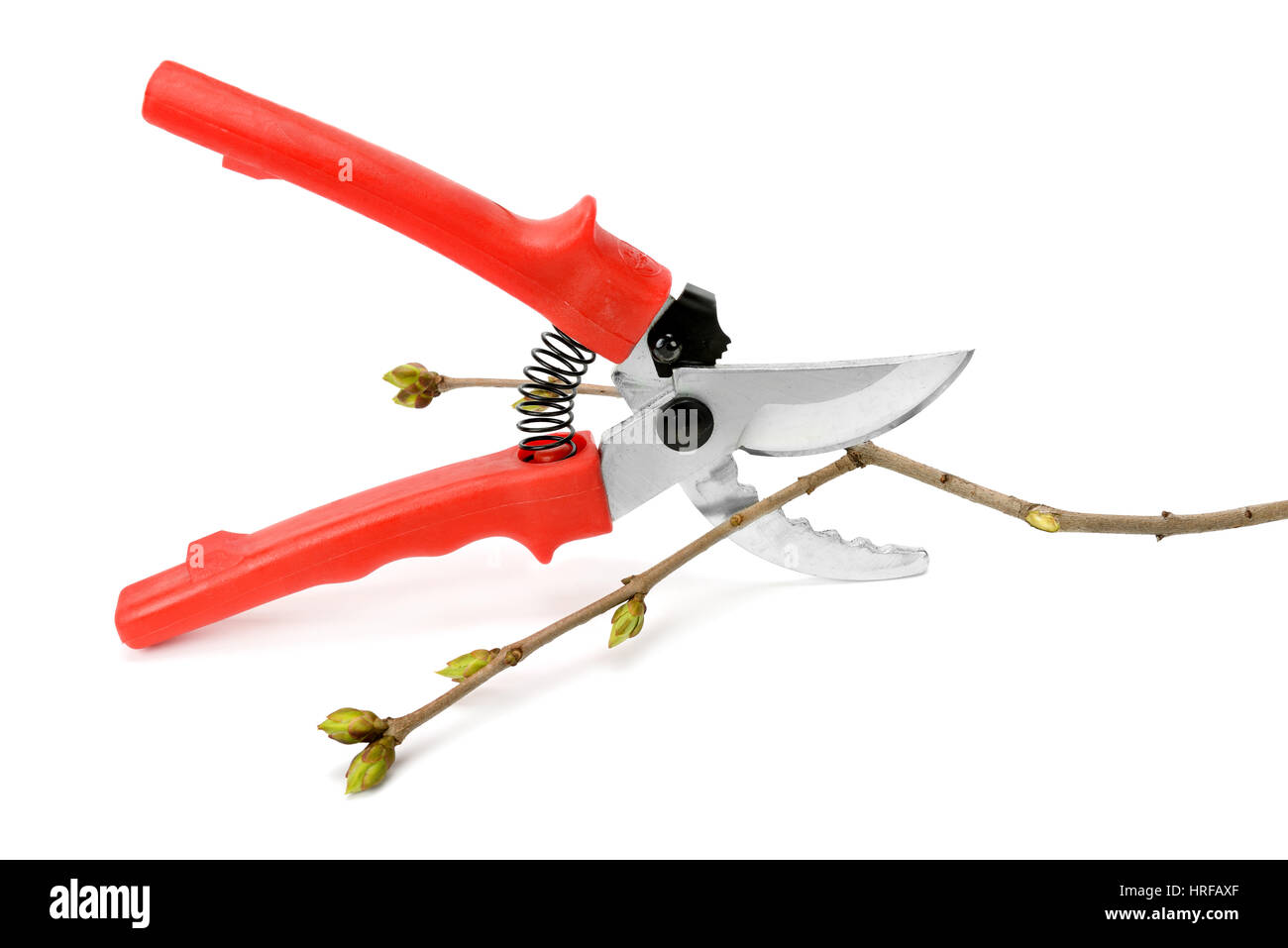 secateurs isolated on white background Stock Photo - Alamy