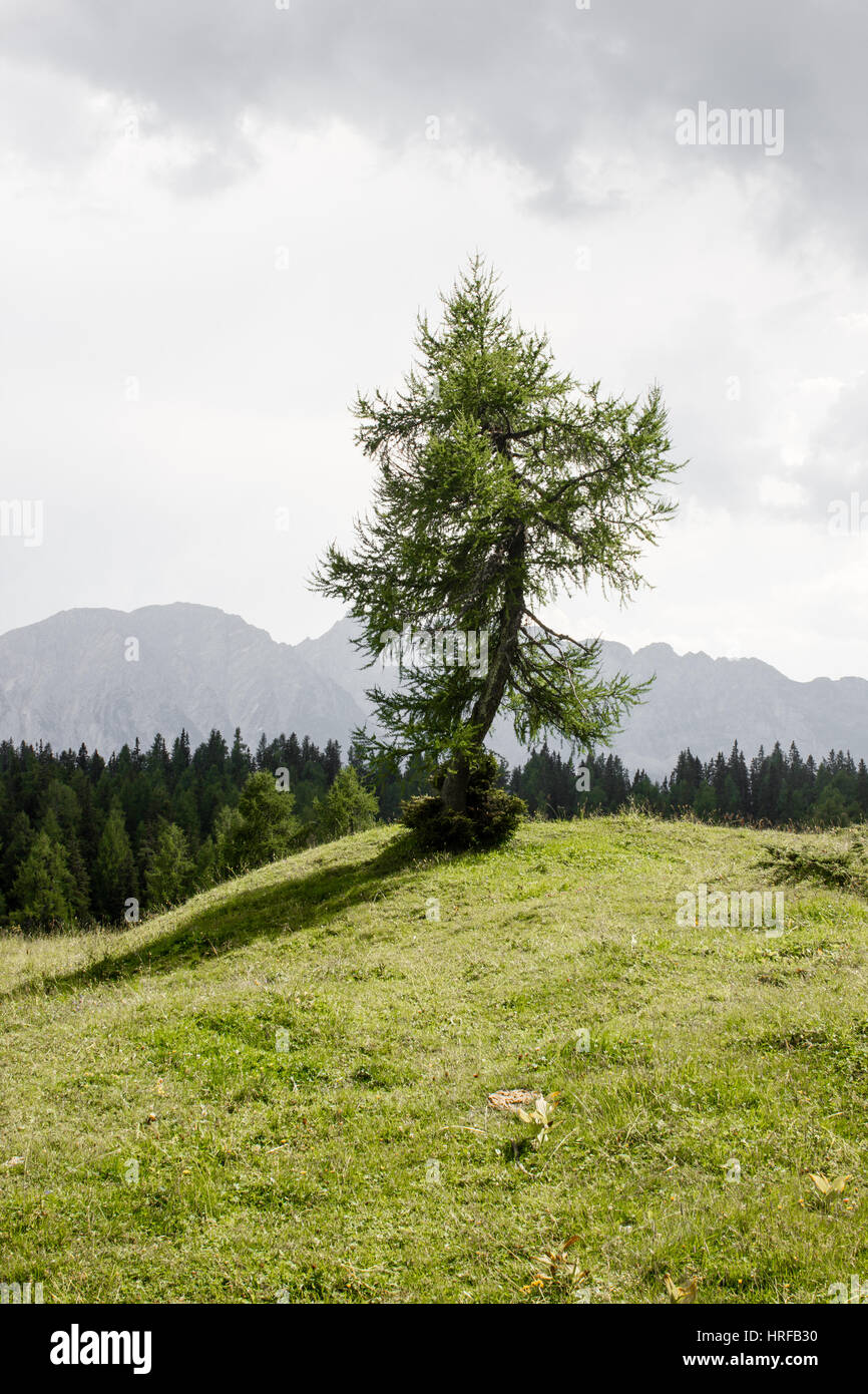 Larix decidua - European larch tree Stock Photo - Alamy