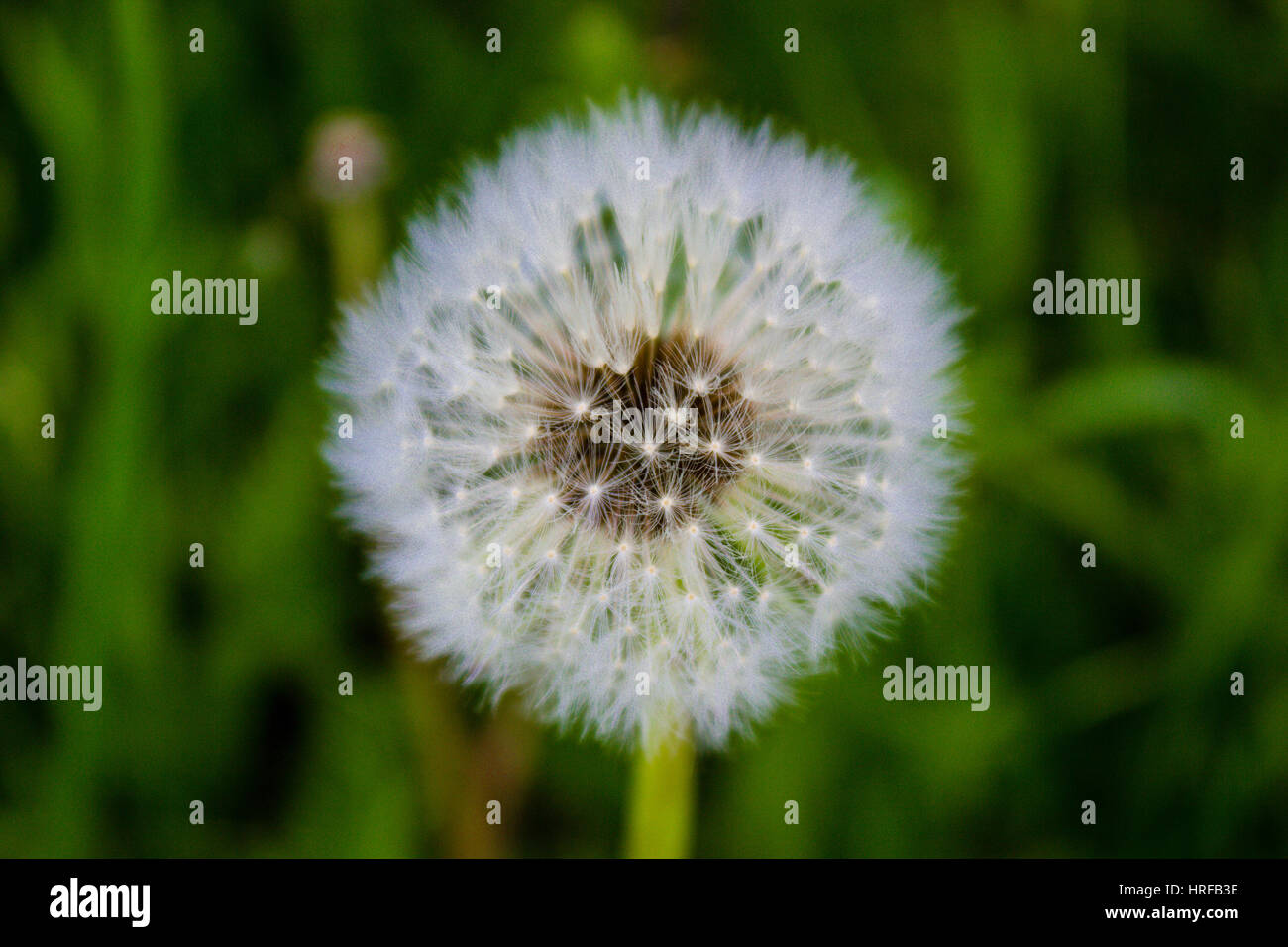 Dandelion geometry hi-res stock photography and images - Alamy